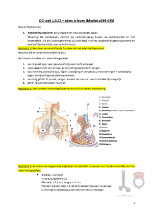 Anatomie basis - samenvatting - ASSEN Sagitale as Voor-achterwaartse as ...