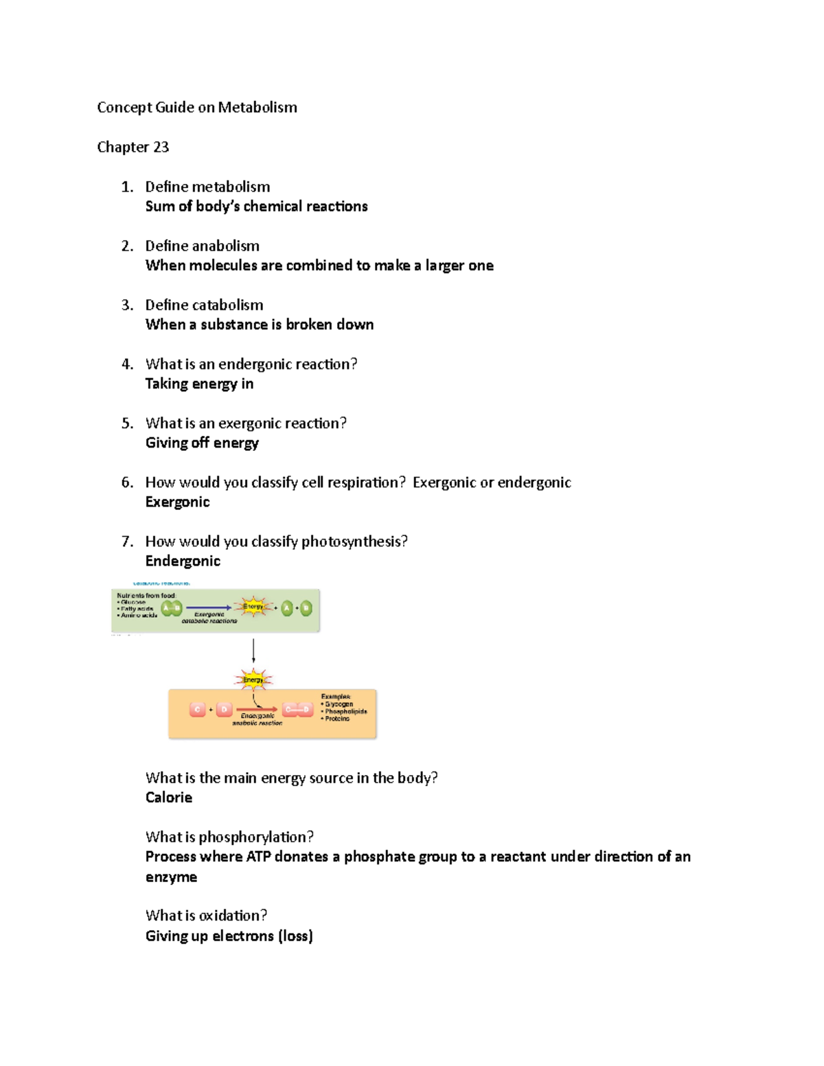 Metabolism Concept Guide Ch. 23 - Concept Guide on Metabolism Chapter ...