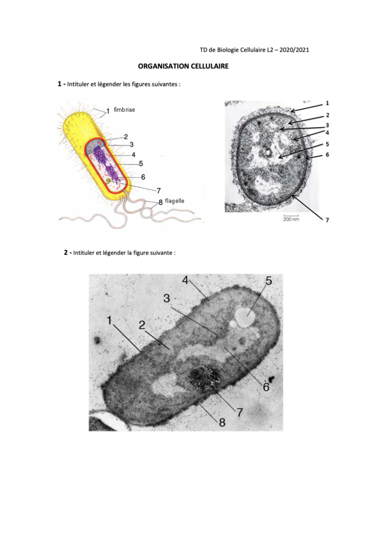 TD- Biocell - L2 CB-SVT S4 - biologie cellulaire S5 - Studocu
