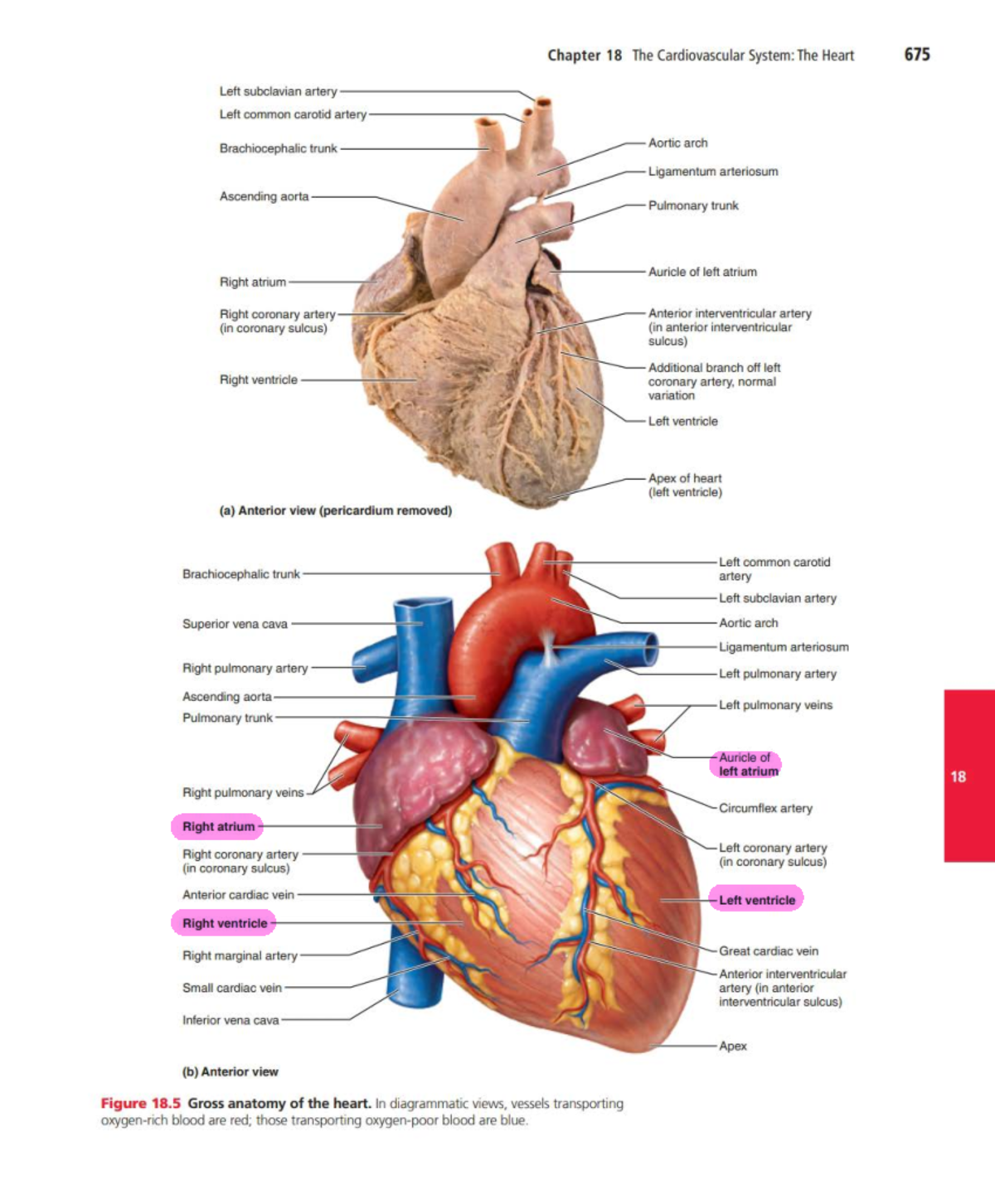 Practical 1 diagrams - Chapter 18 The Ca rdi ovascu lar System: The ...