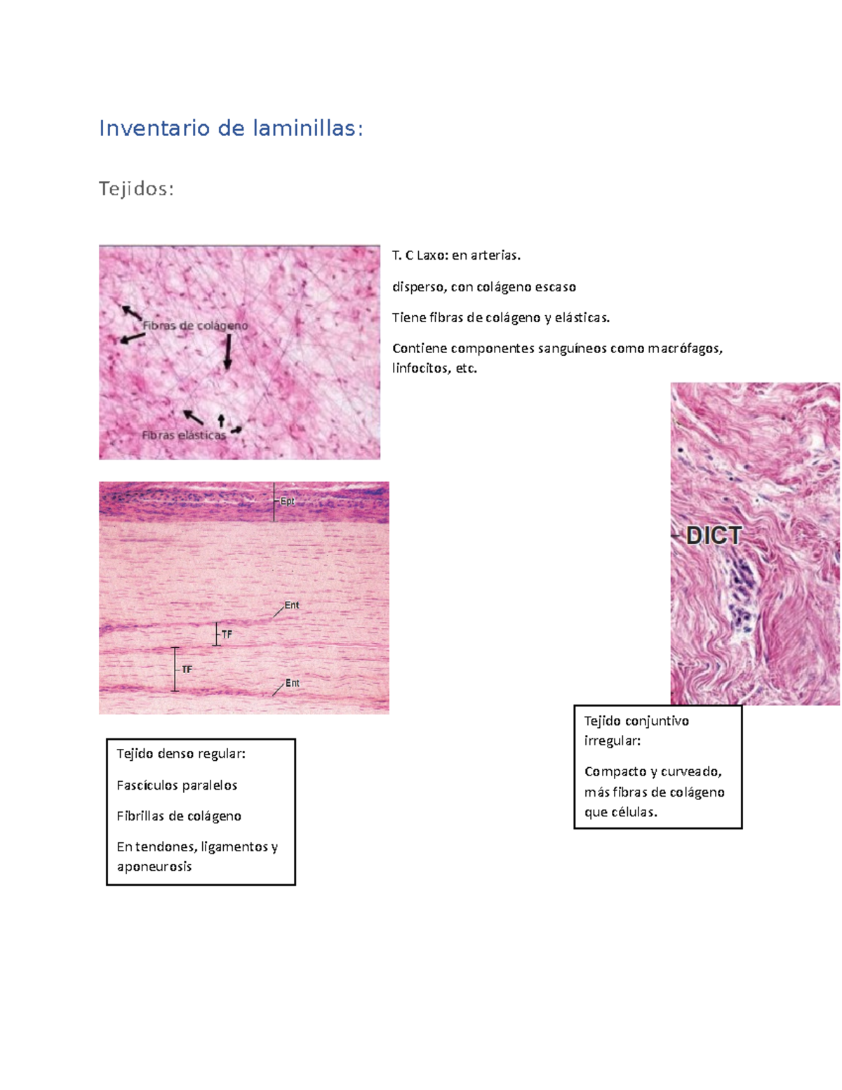 Inventario de laminillas - Inventario de laminillas: Tejidos: T. C Laxo: en arterias. disperso ...