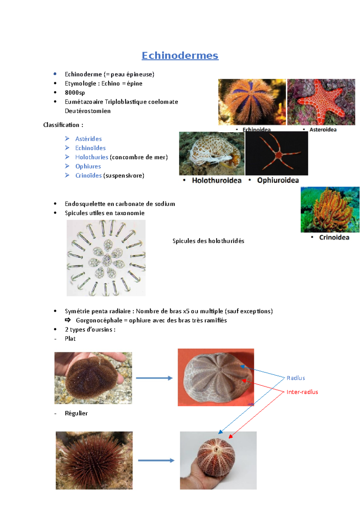 10 - Synthèse sur les echinodermes - Echinodermes Echinoderme (= peau ...