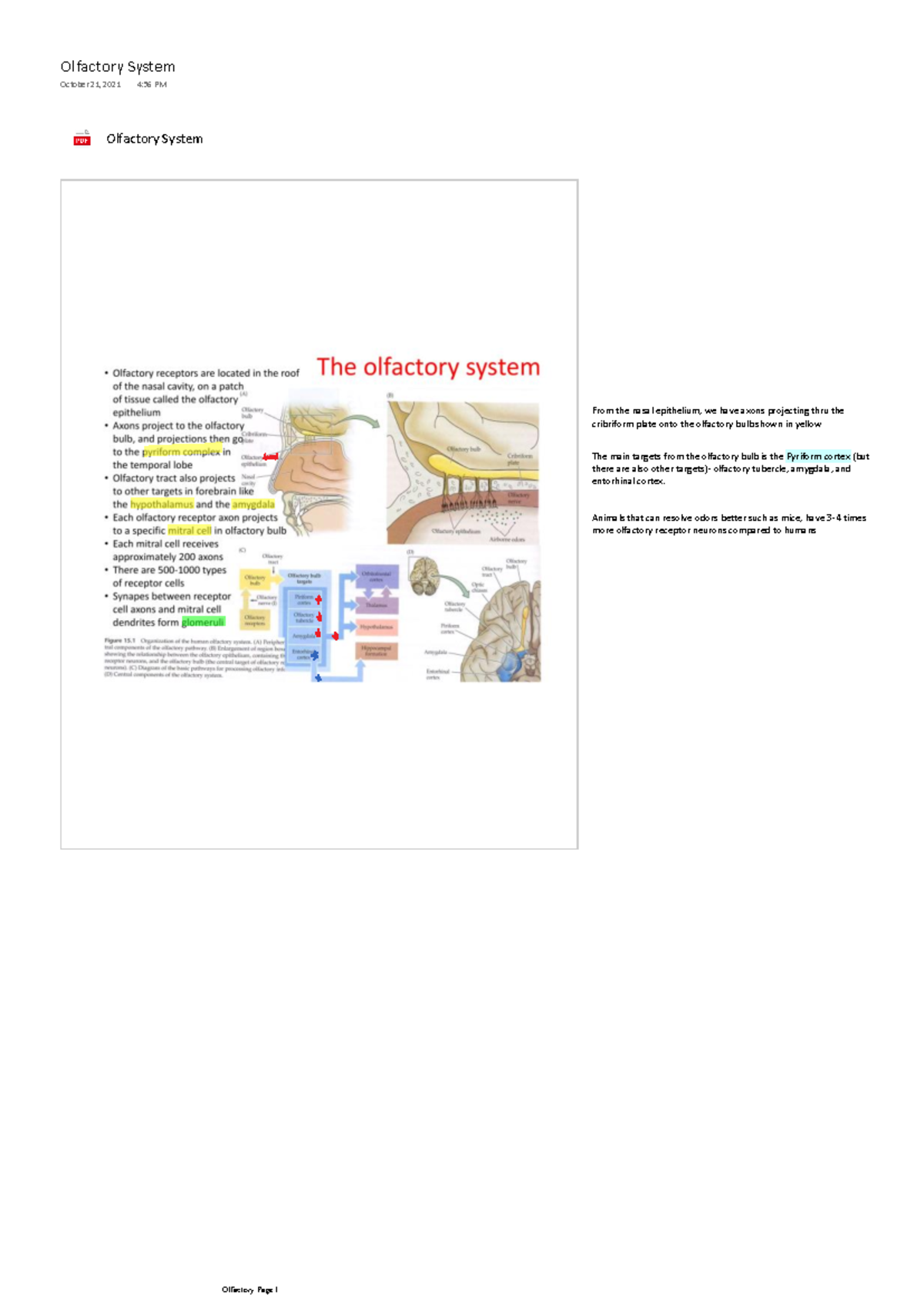 Olfactory-System - Full Lecture Notes for the Olfactory System ...