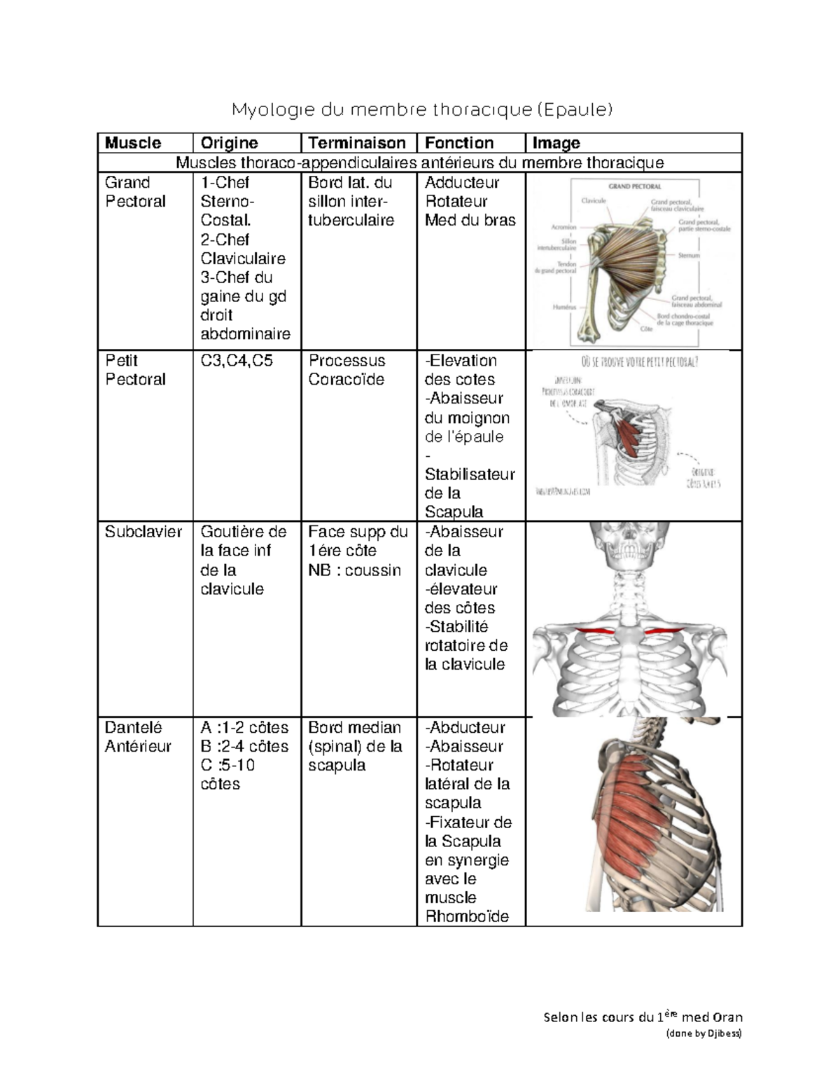 myologie de membre thoracique - Selon les cours du 1ère med Oran ...