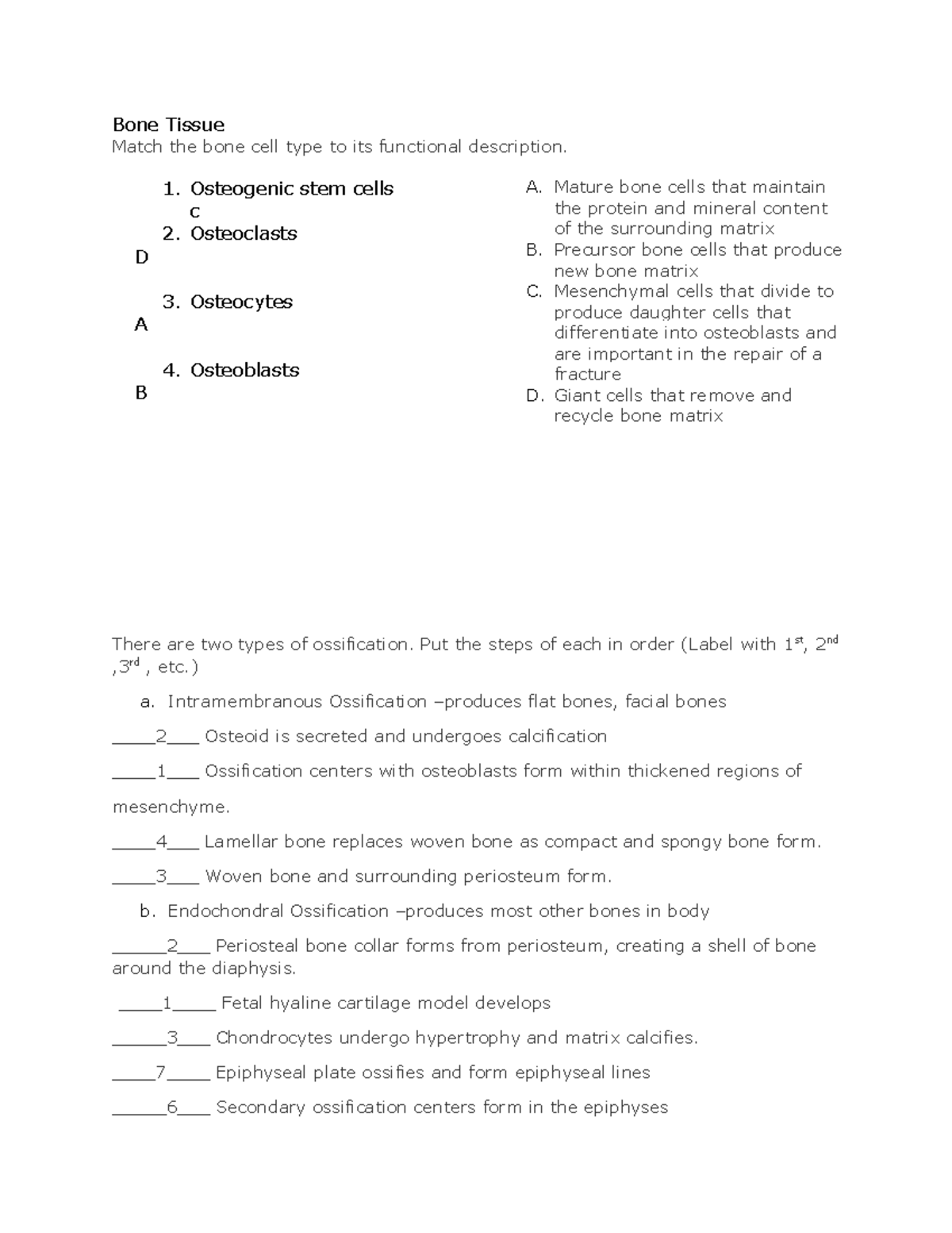 Bone Tissue Worksheet(1) finished - Bone Tissue Match the bone cell ...