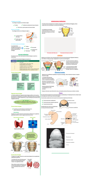Cabeza Y Cuello - dffasdfadfd - Ectodermo: Mesodermo: FORMACION DE LA ...