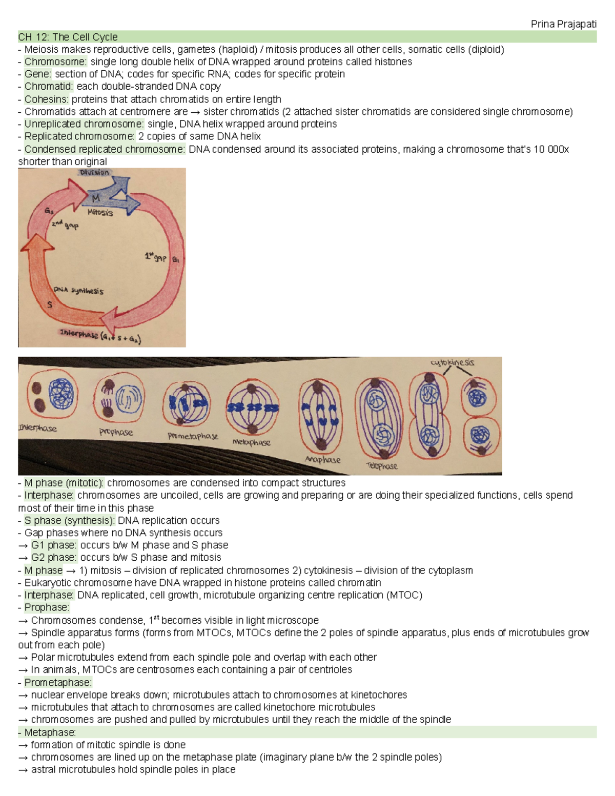 Biology final study notes - Prina Prajapati CH 12: The Cell Cycle ...