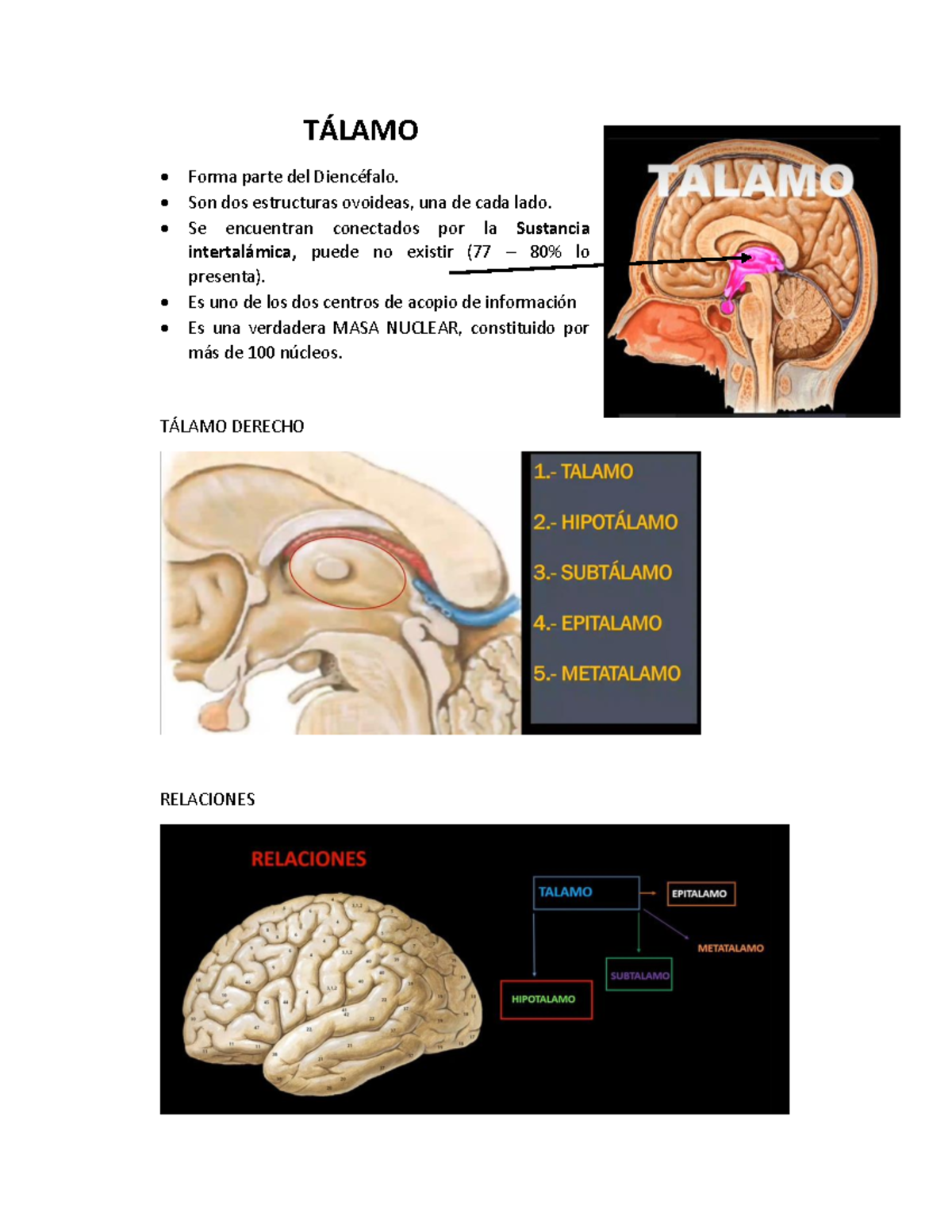 3. Talámo - tálamo - T¡LAMO Forma parte del DiencÈfalo. Son dos ...