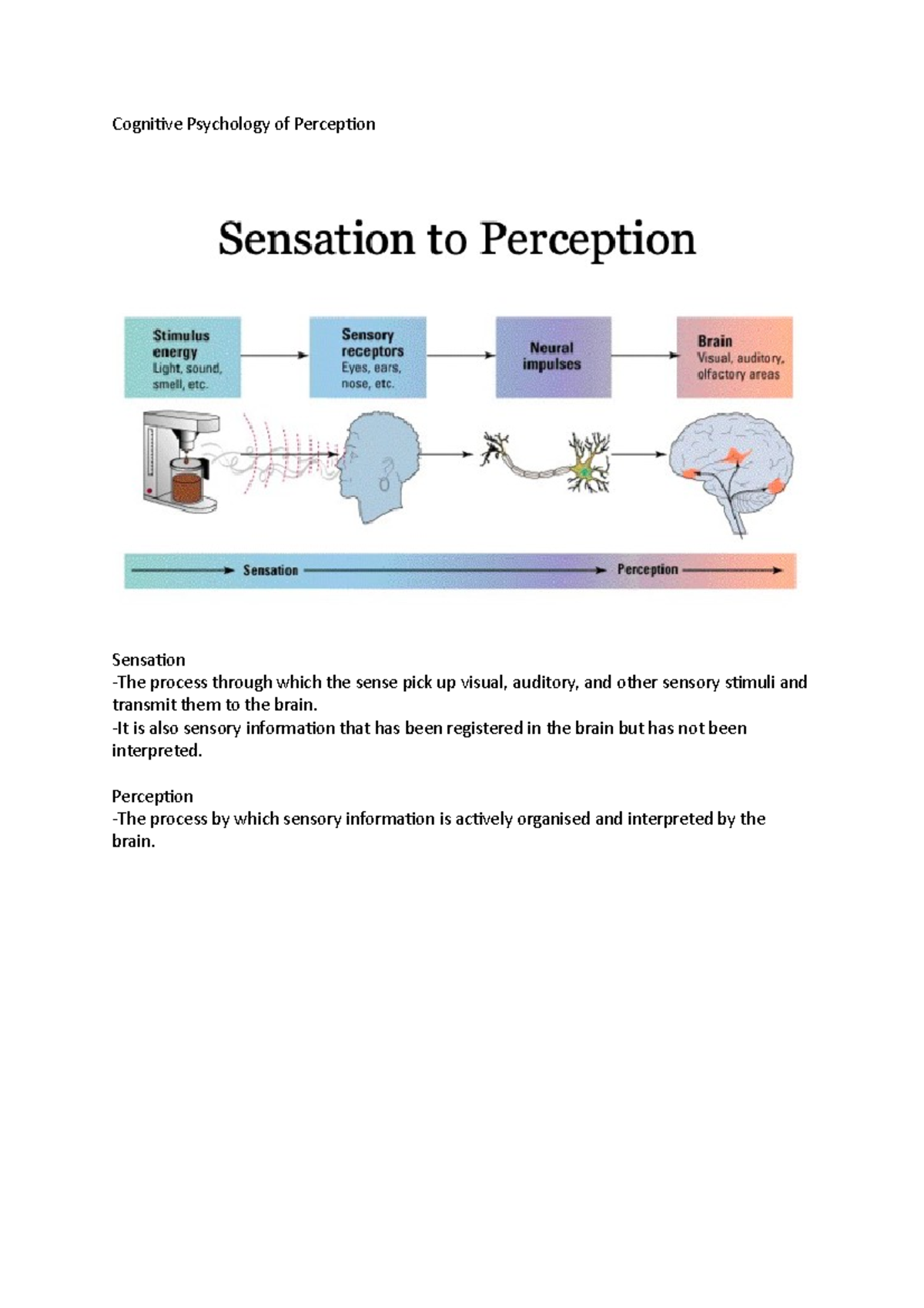Cognitive Neuroscience Psychology of Perception - Cognitive Psychology ...