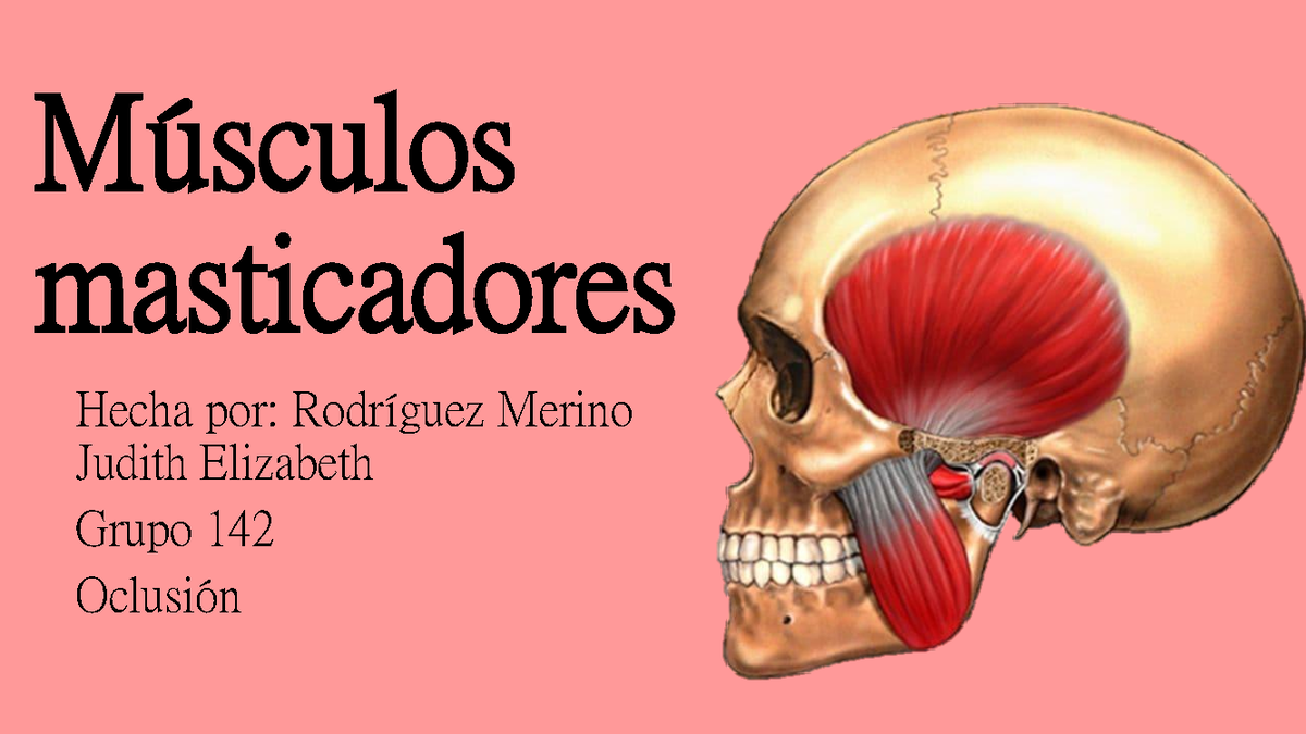 Músculos masticadores - Músculos masticadores Hecha por: Rodríguez ...