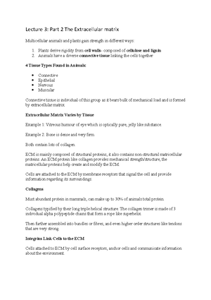 Lecture 4- meiosis and fertilisation - Lecture 4- meiosis and fertilisation Zygote- one cell ...