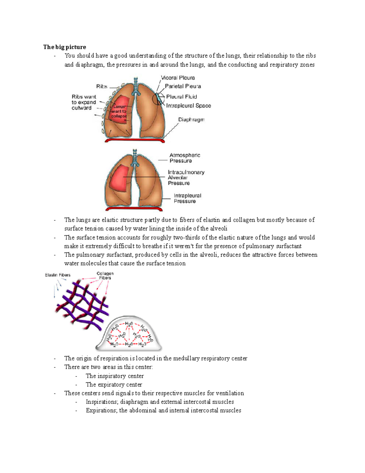 Module 10 respiratory system part 10 The big picture - The big picture ...