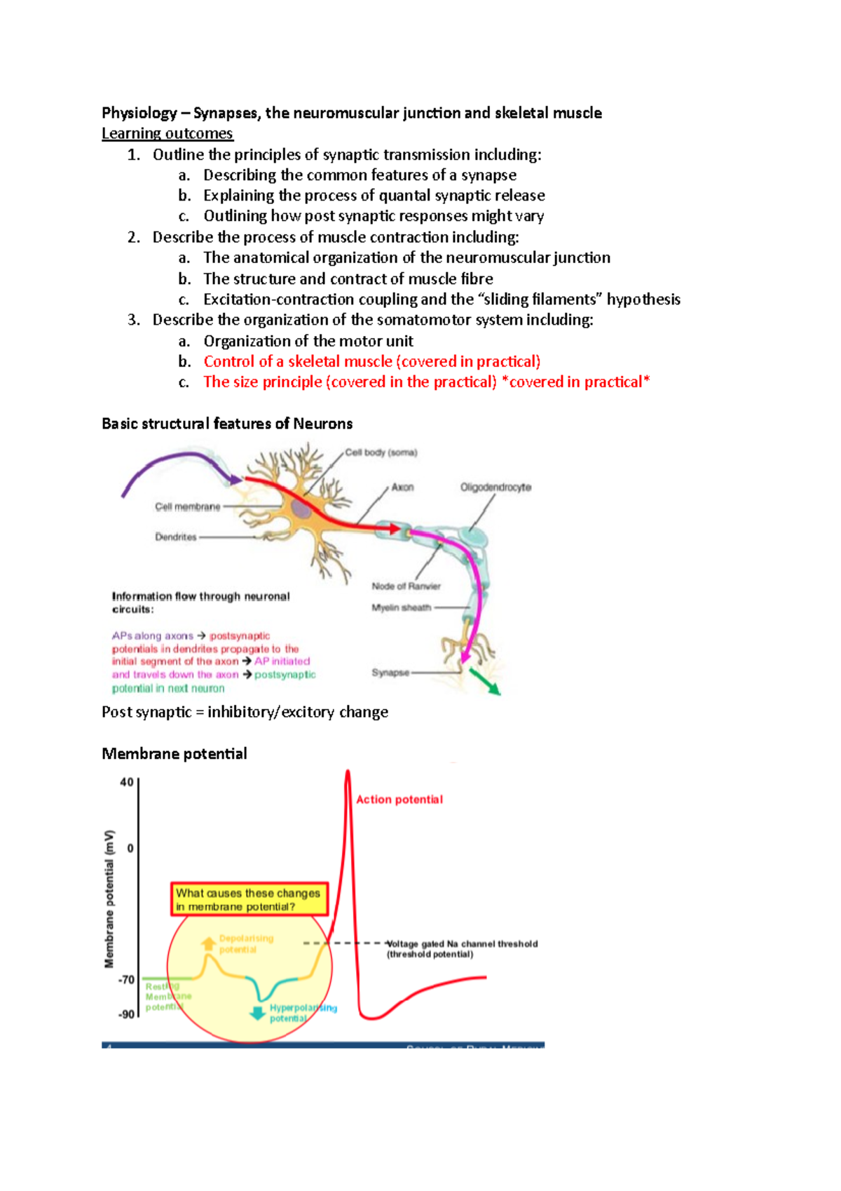 Physiology - synapses, the neuromuscular junction and skeletal muscle ...
