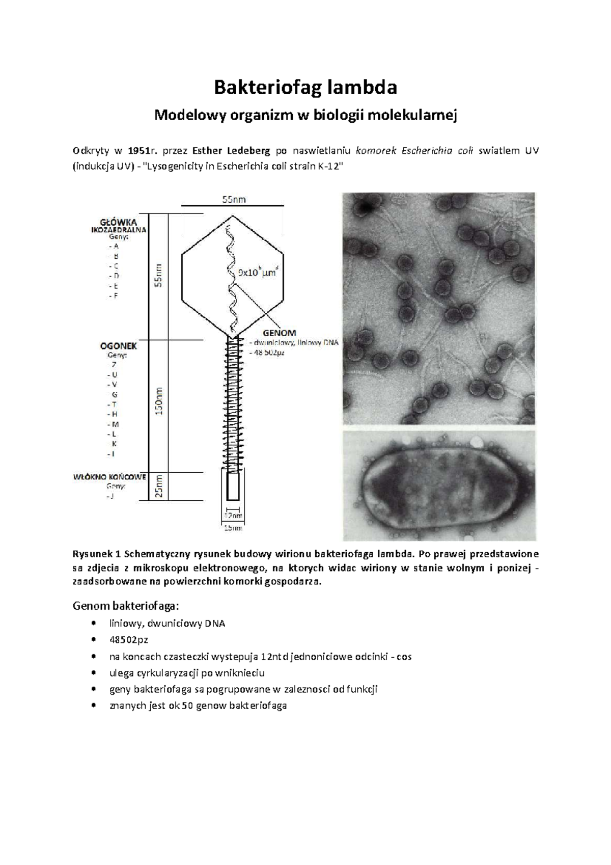Bakteriofag-lambda 3 - Kurs bakteriofagi - Bakteriofag lambda Modelowy ...