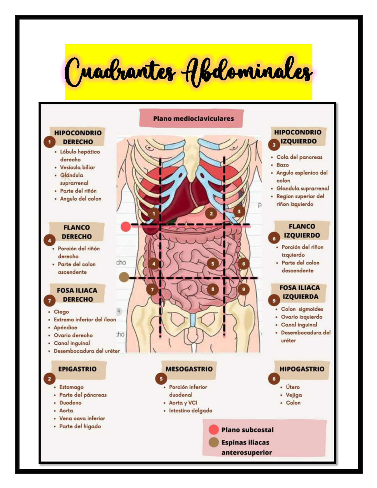 Cuadrantes Abdominales - Divisiones de los Cuadrantes Abdominales El ...