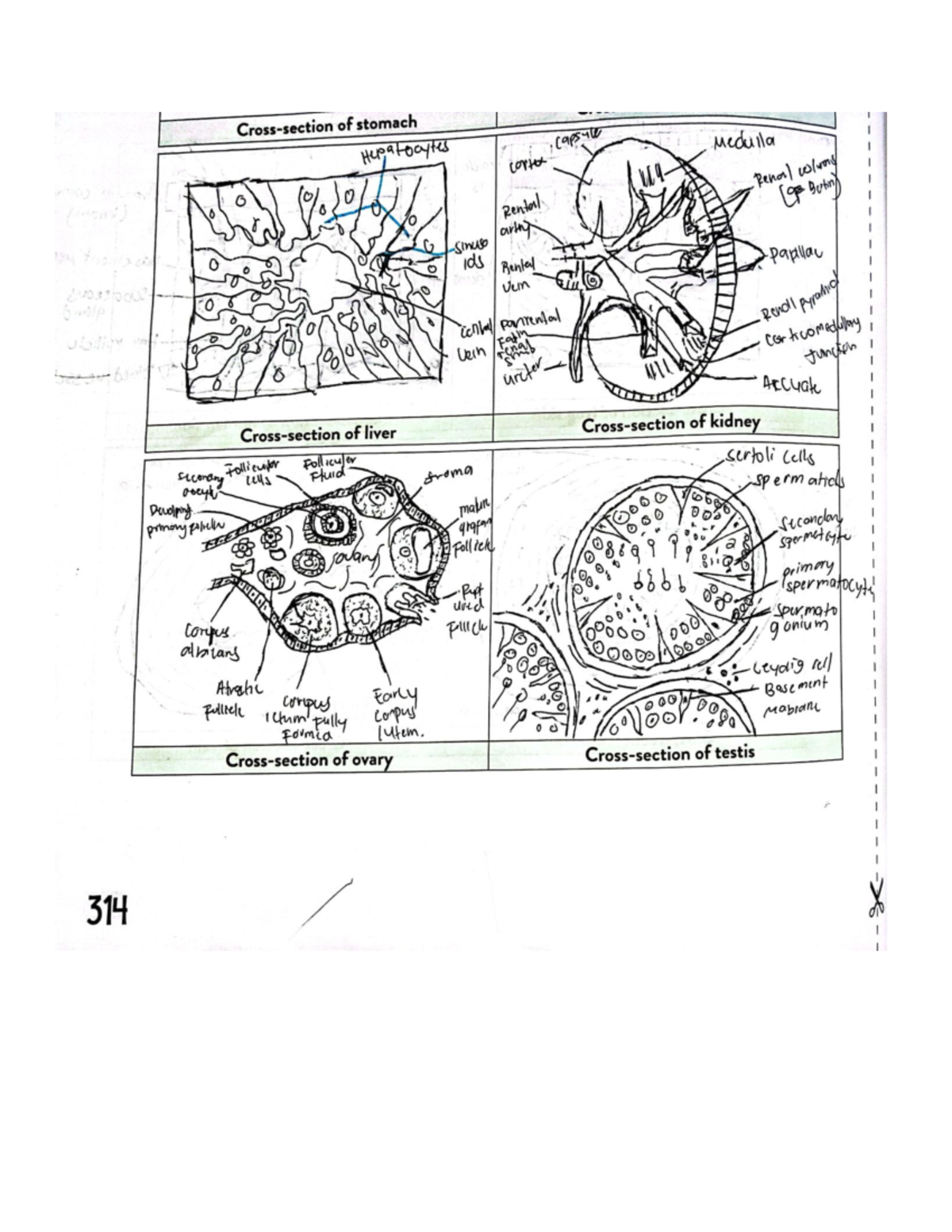 Organology - Genzoo - Psychology - OLFU - Studocu