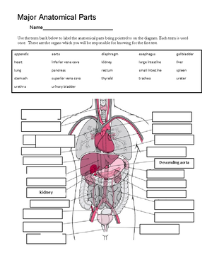 Paper Dolls Organ Systems - Intro to A&P Organ System Paper Dolls ...