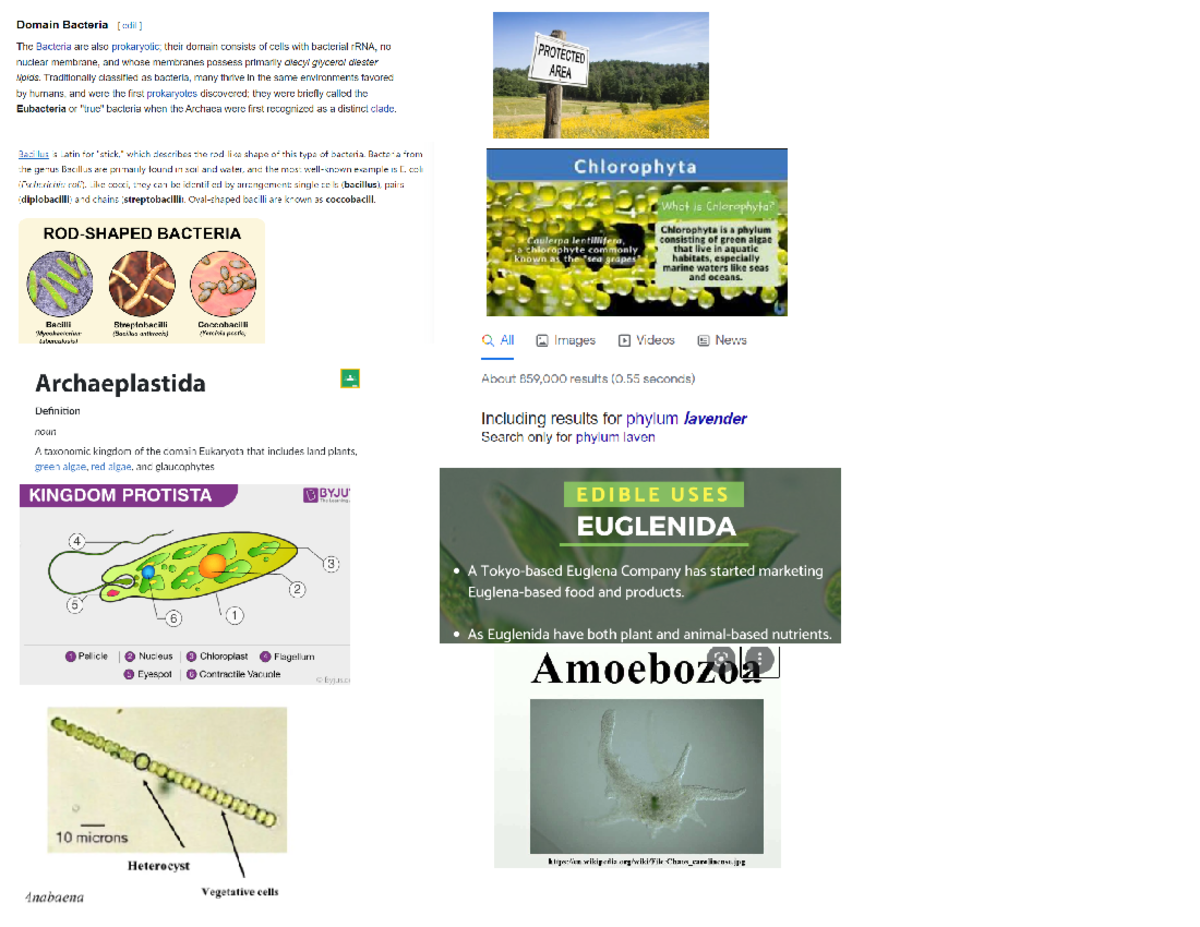 Biology 2 Lab study guide - BSC1011L - Studocu