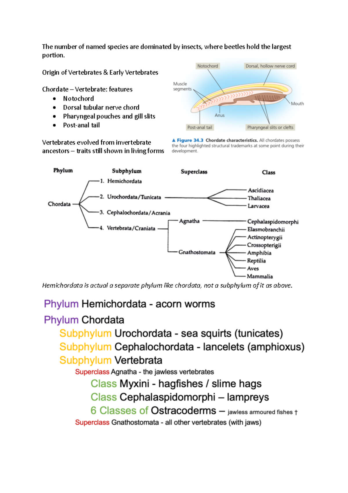 Vertebrates - The number of named species are dominated by insects ...