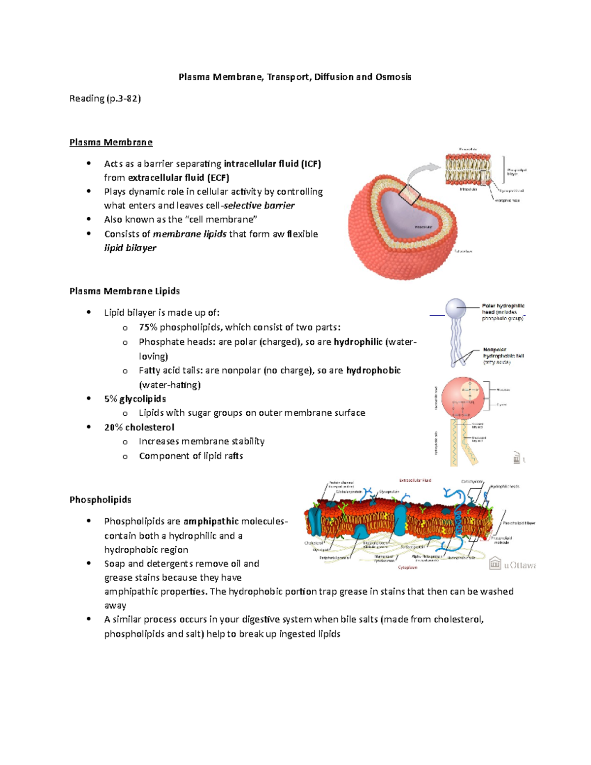 Plasma Membrane - Dr. Gee and Downey - Plasma Membrane, Transport ...