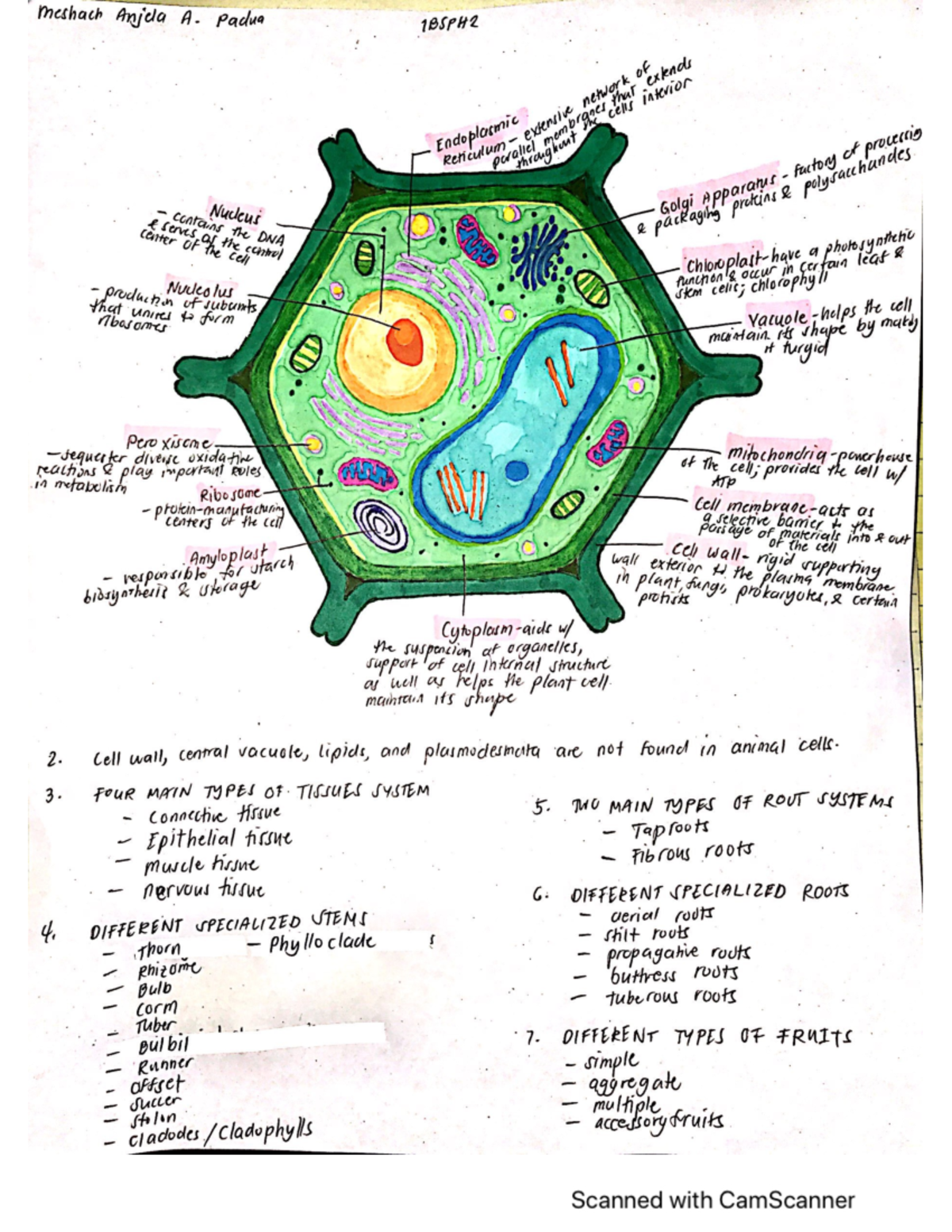 Padua, Meshach Anjela A Activity 1 - Cell and Molecular Biology - Studocu