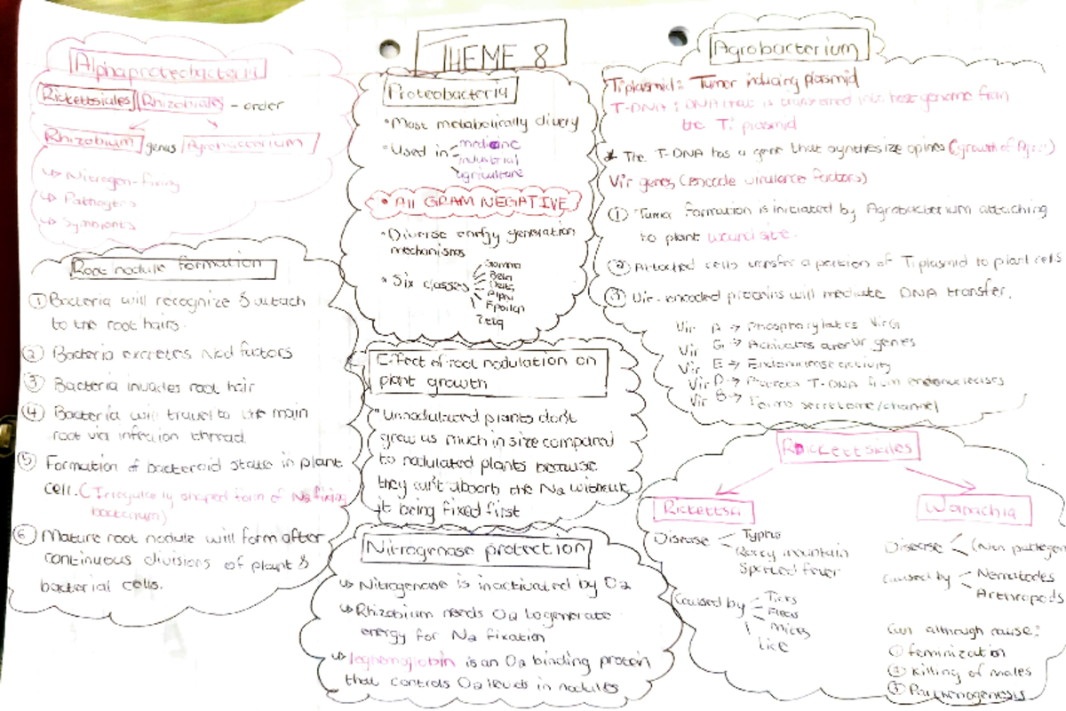 Theme 8 MBY - Summary Bacteriology - Rickettsiules|zbal-crder Rhizobium ...