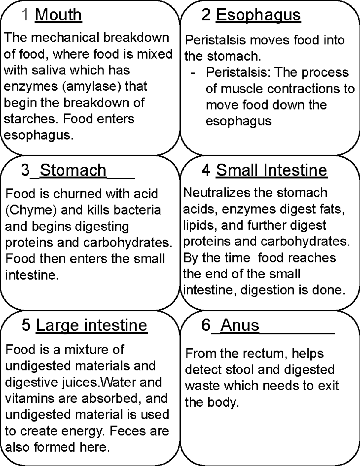 Digestion Foldable- filled in - 1 Mouth 5 Large intestine 3_Stomach ...