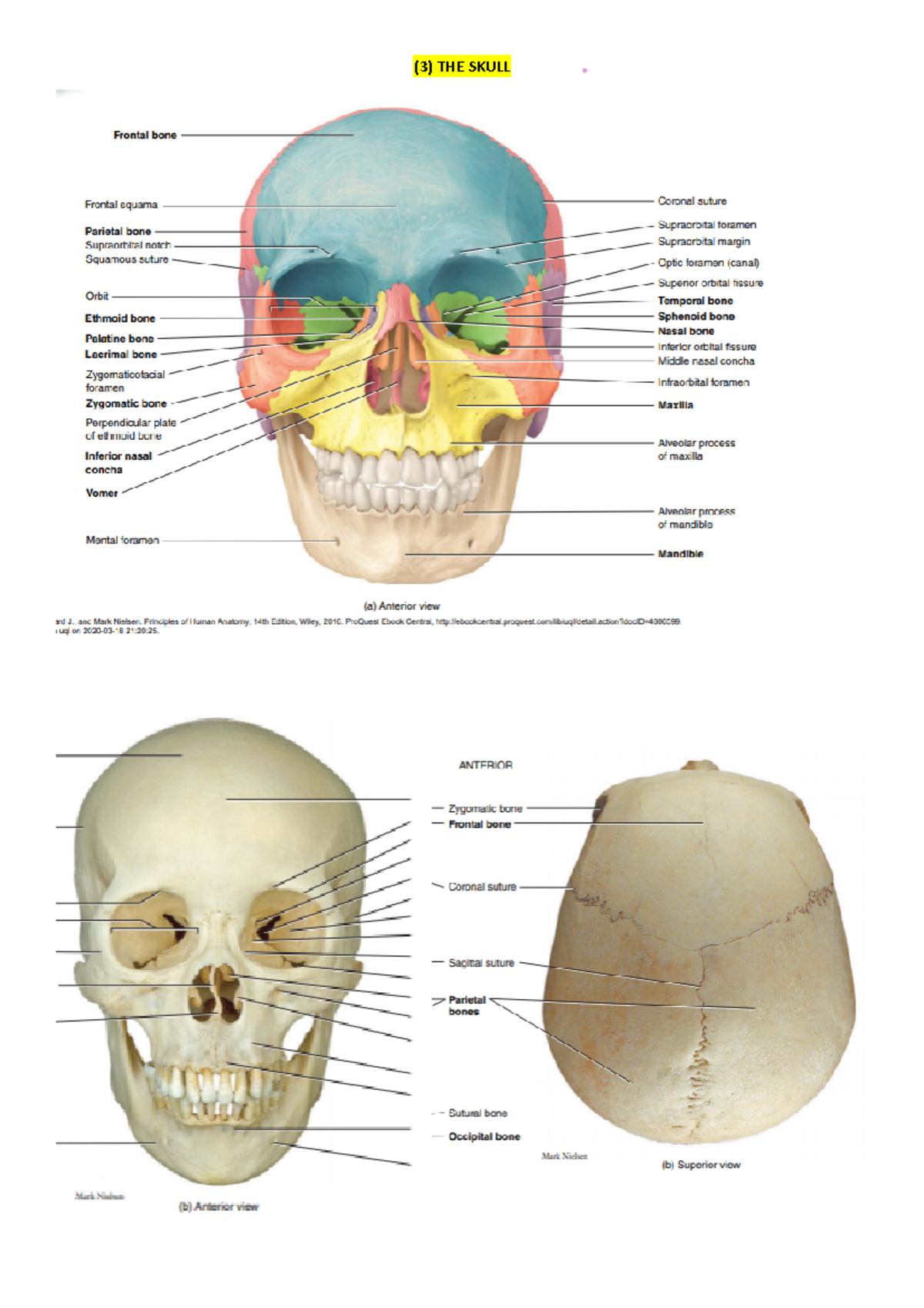 BIOM2020 MID SEM Notes - fsihfdfhsdfdjhkfjkfhskdfskdhf - (3) THE SKULL ...
