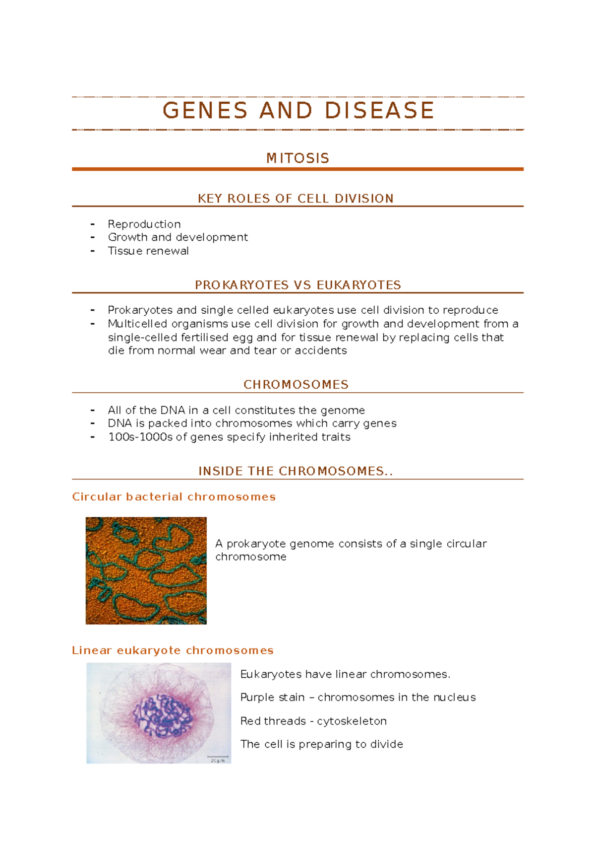 Genes and Disease Notes - GENES AND DISEASE MITOSIS KEY ROLES OF CELL ...