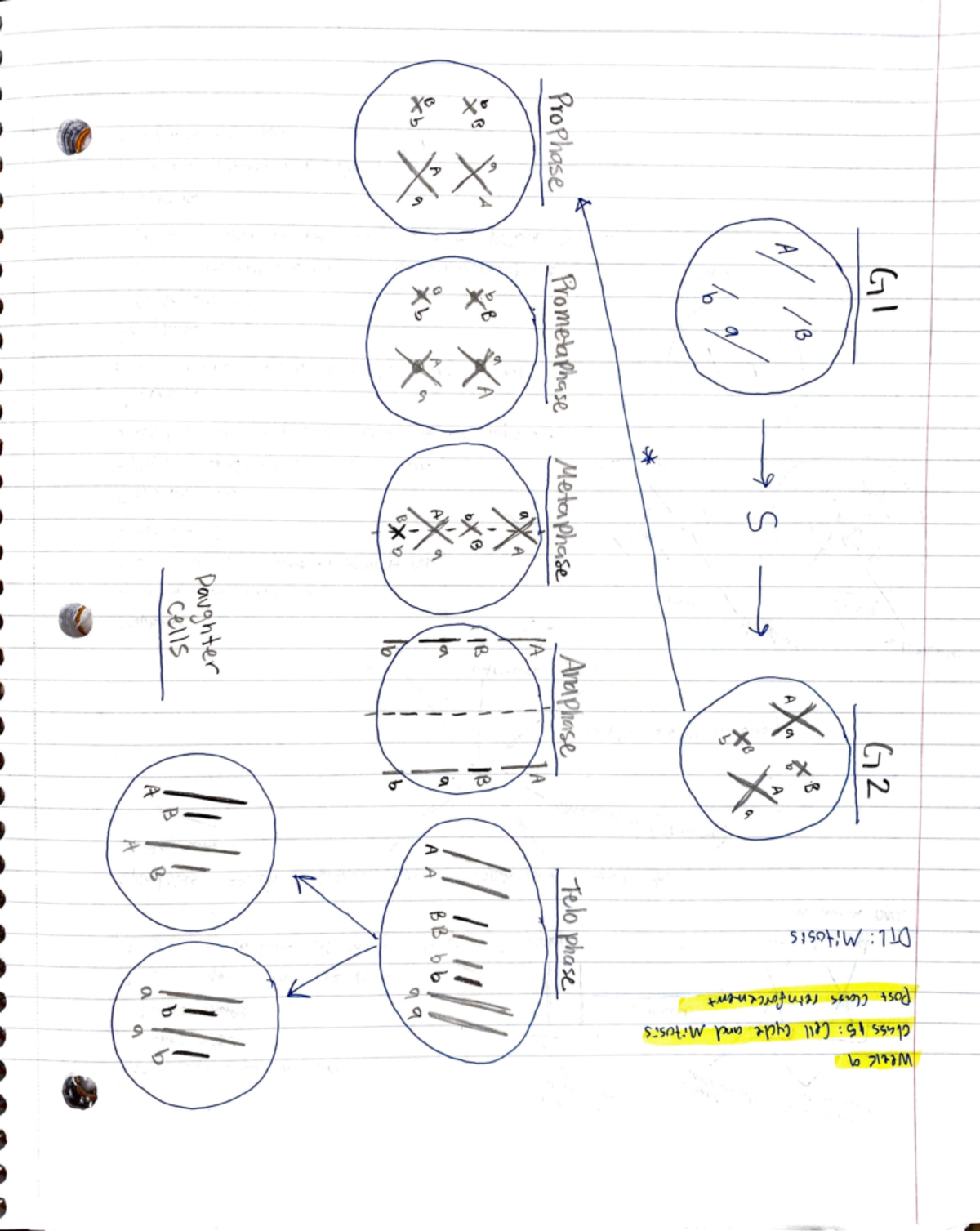 Draw to learn 15 mitosis - Accounting - G2 GI G2 GI - Studocu