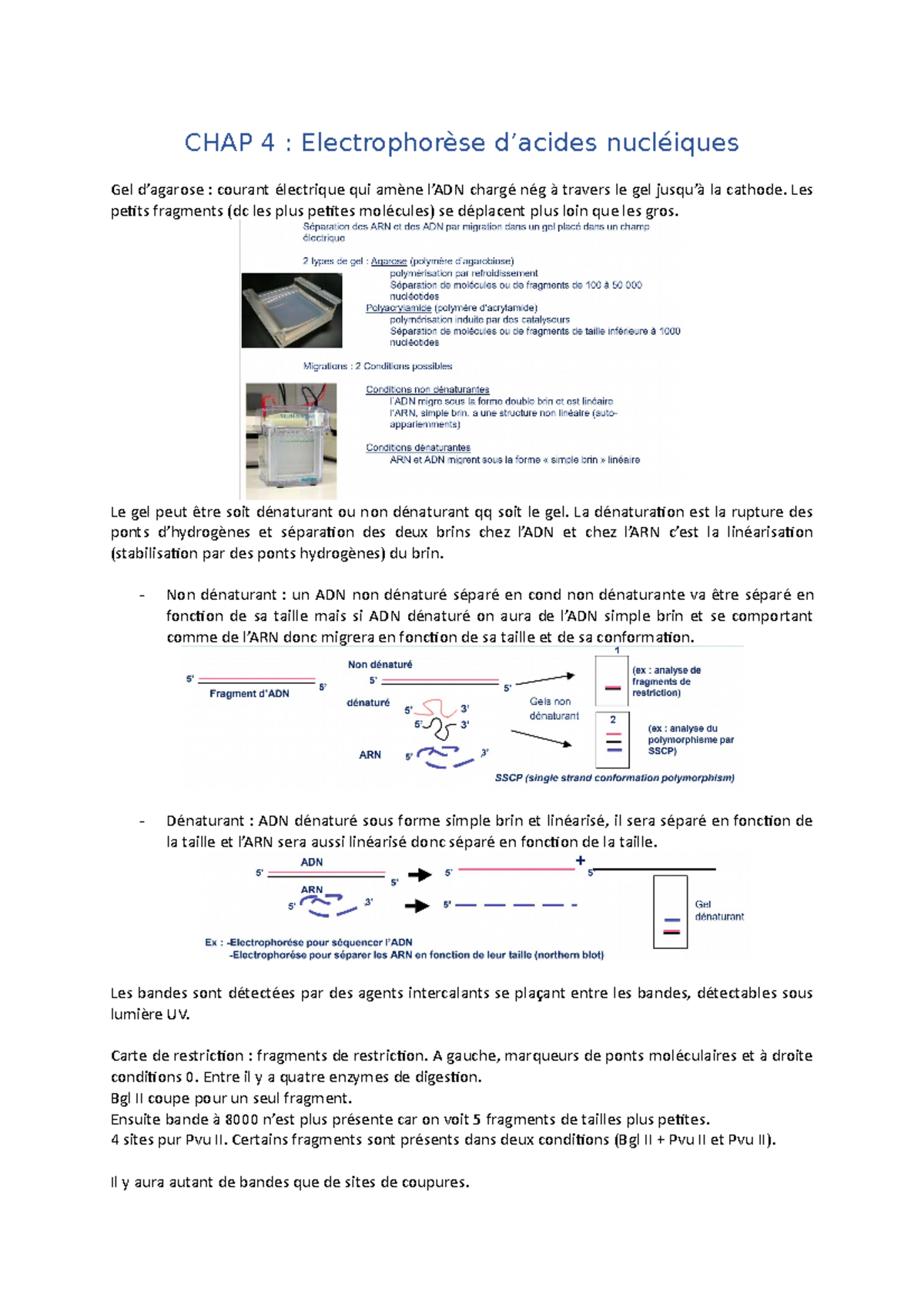 CHAP 4 - Electrophorèse d'AN - CHAP 4 : Electrophorèse d’acides ...