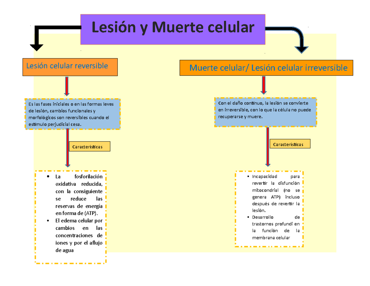 Mapa conceptual patplogía 2 - Lesión y Muerte celular Lesión celular ...