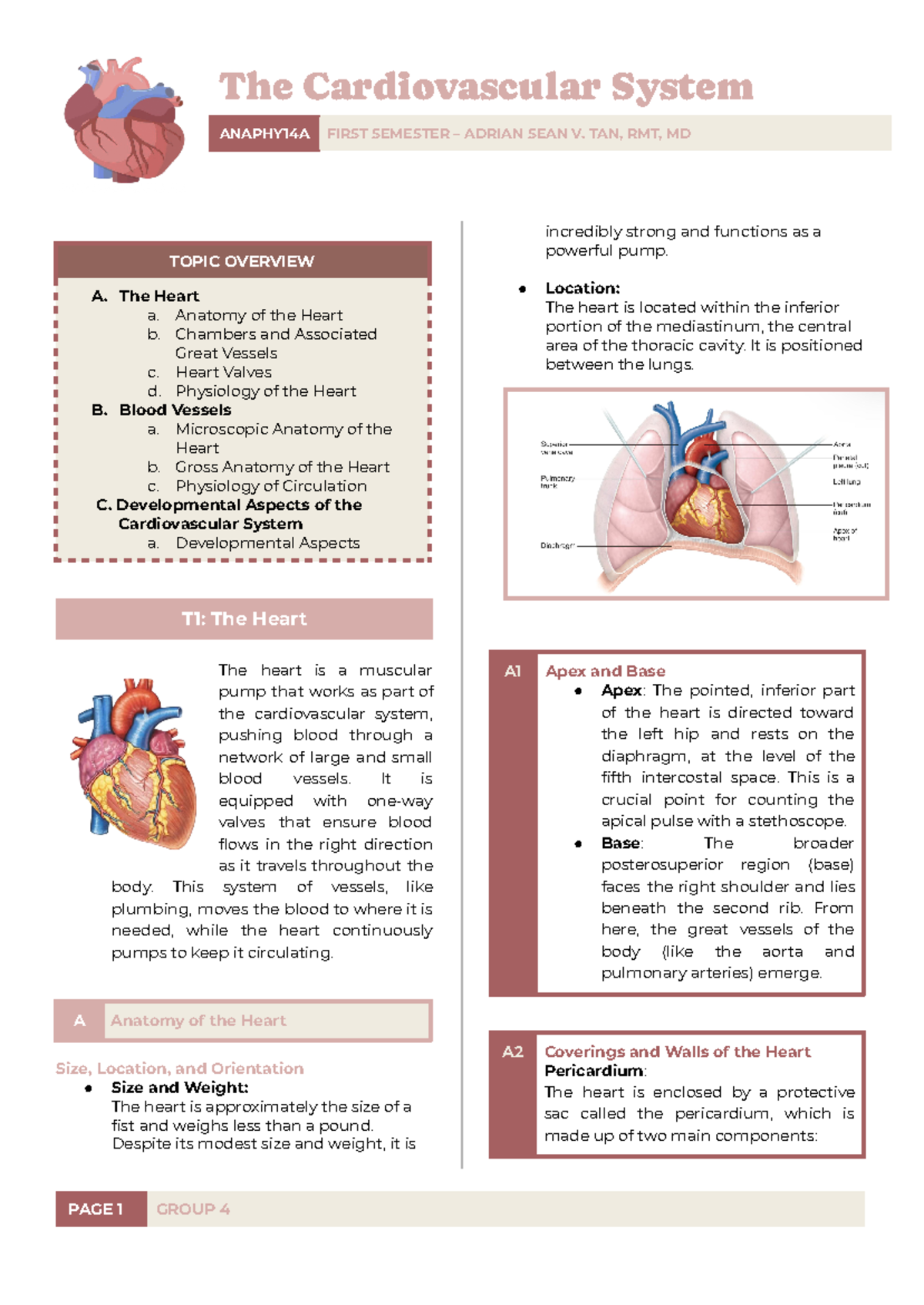 Cardiovascular System Reviewer - TOPIC OVERVIEW A. The Heart a. Anatomy ...