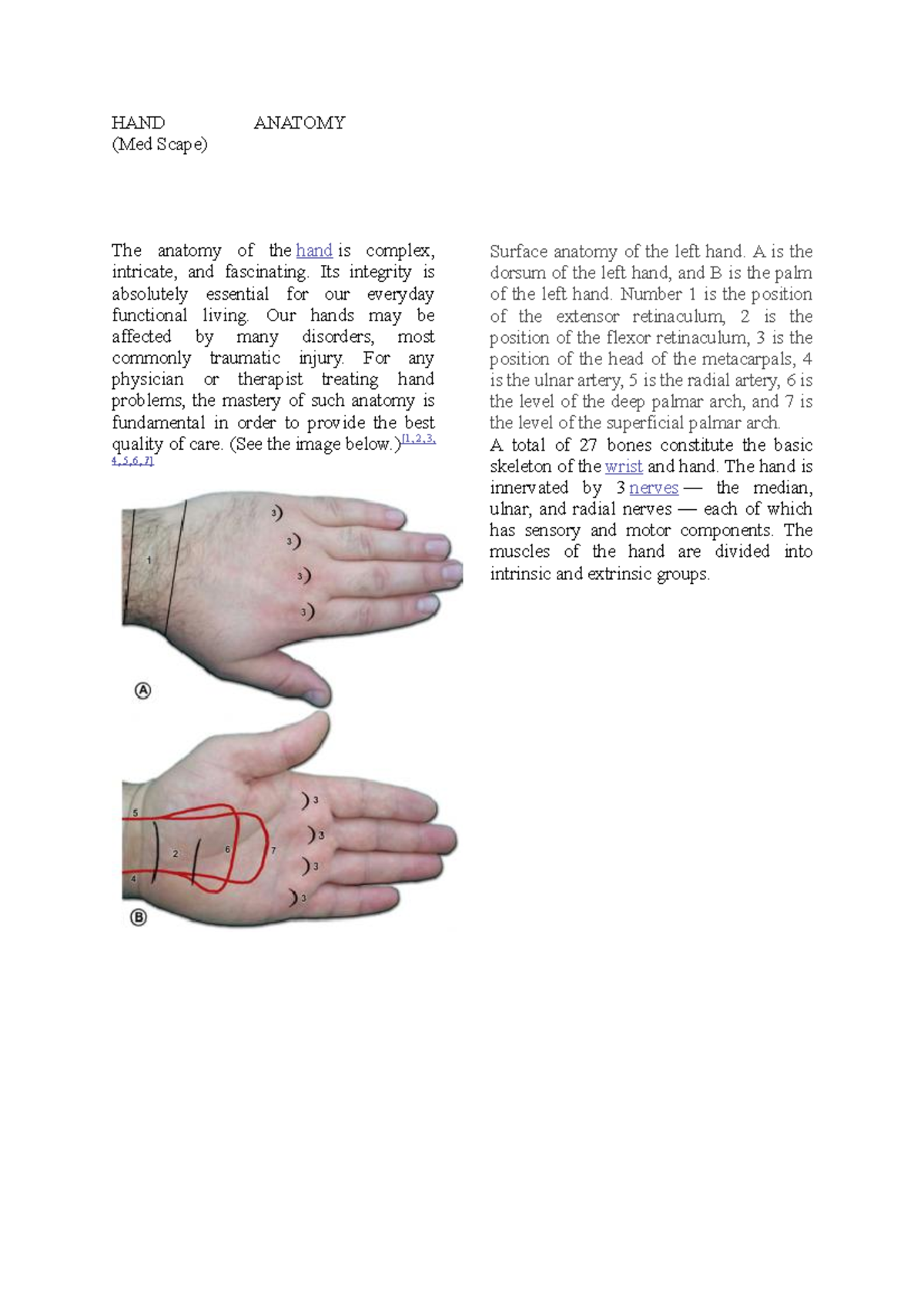 Hand-Anatomy notes - HAND ANATOMY (Med Scape) The anatomy of the hand ...