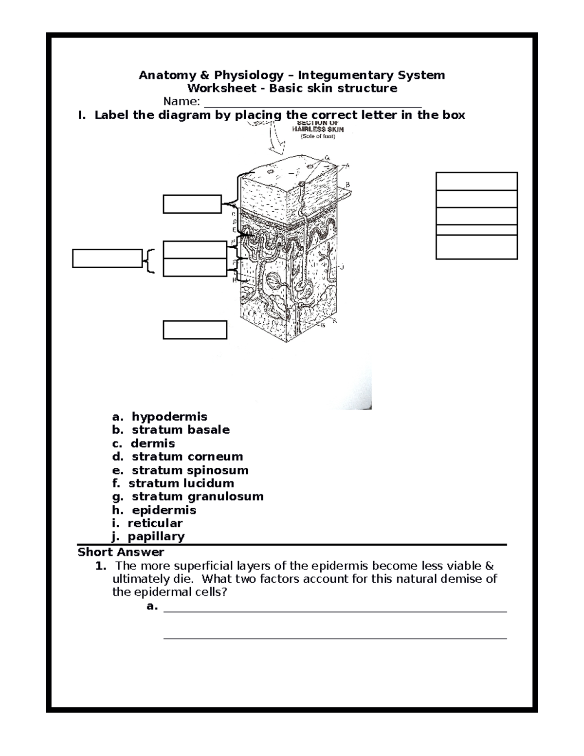 Worksheet 1 -basic skin structures - Anatomy & Physiology ...