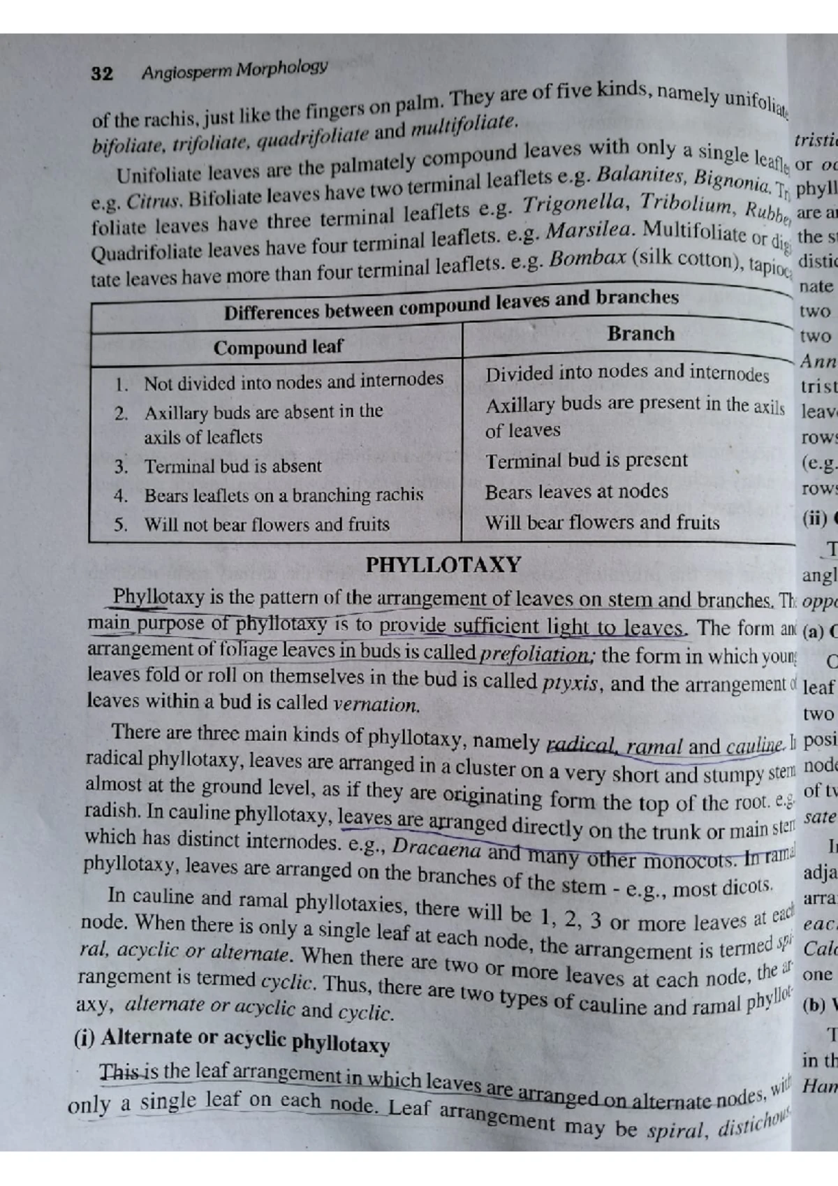 Angiosperm morphology - Inflorescence - ANGIOSPERM MORPHOLOGY ...