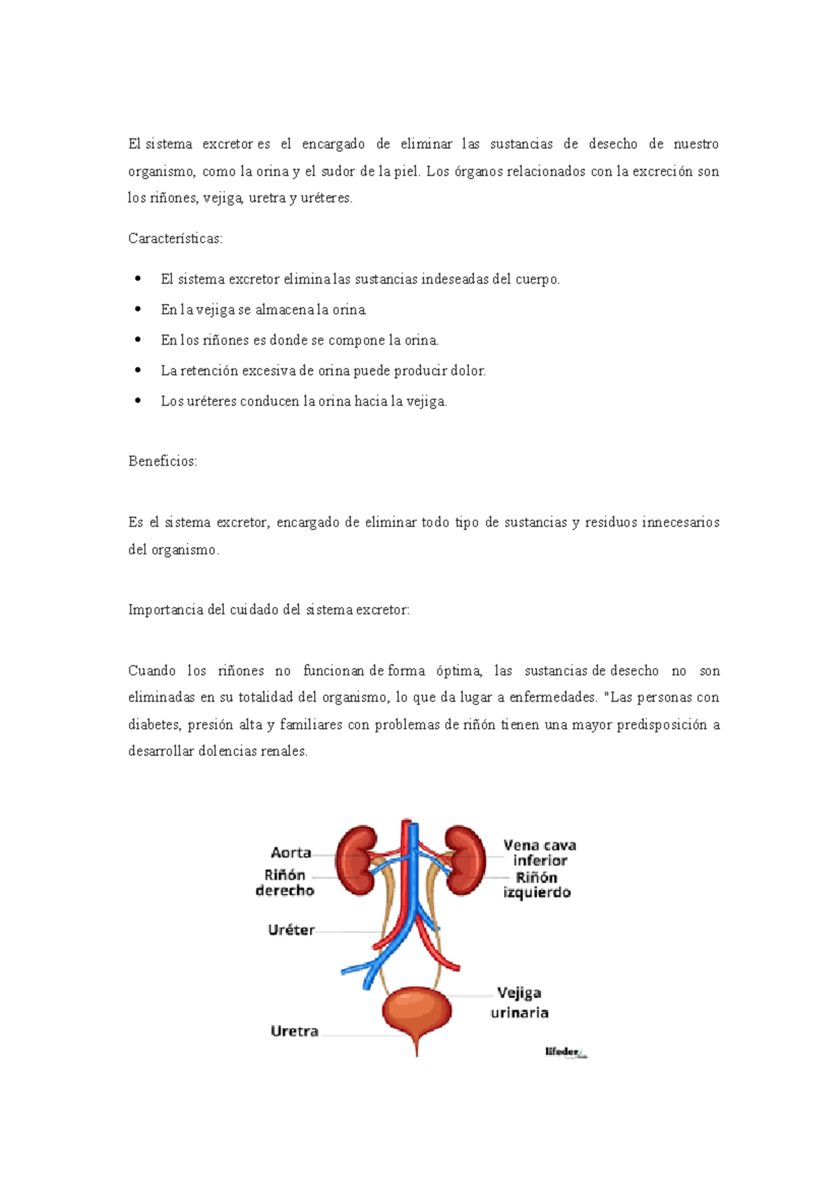 Sistema excretor - E organismo, como la orina y el sudor de la piel ...