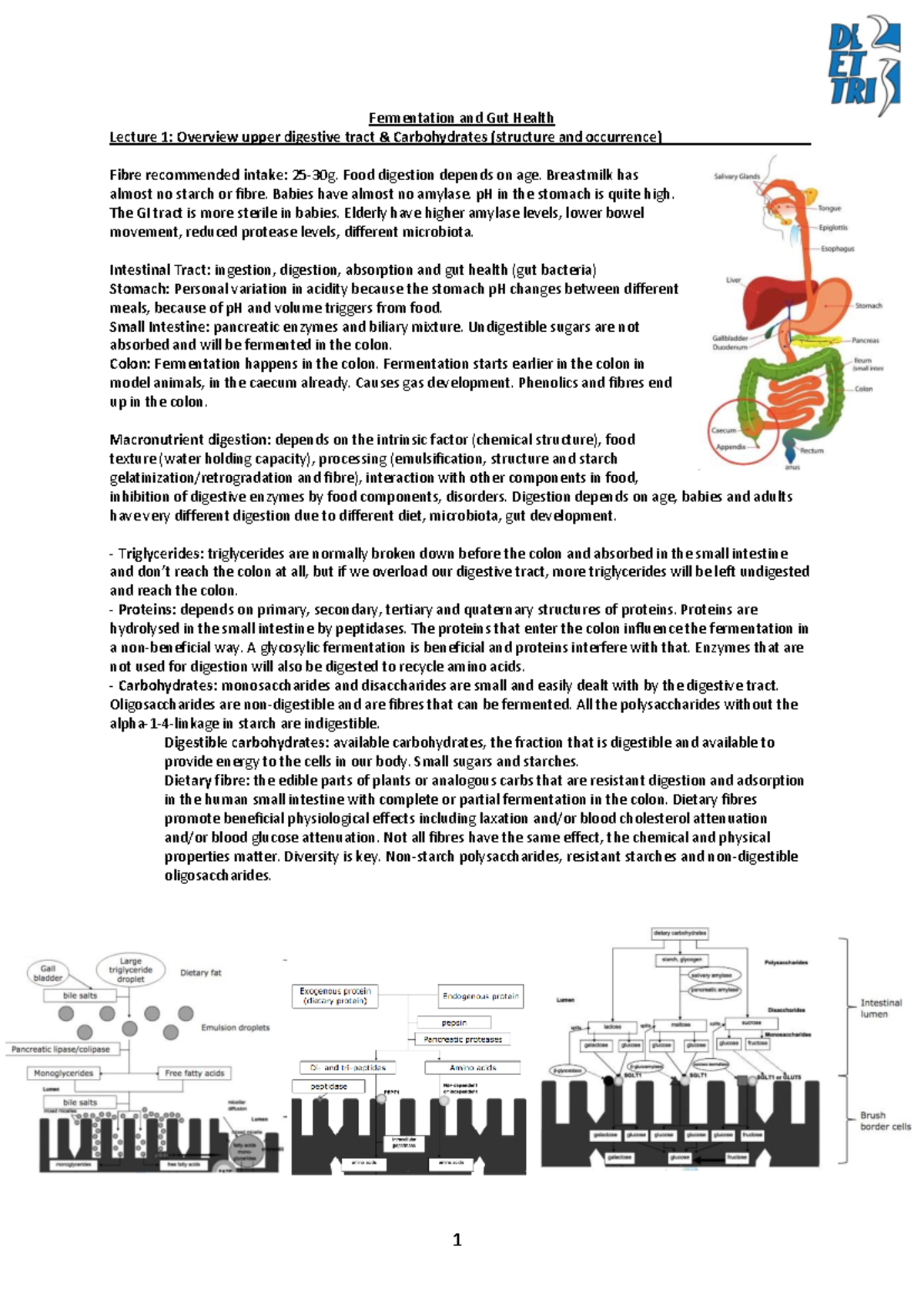 Summary Food Digestion: Fermentation and Gut Health - Fermentation and ...