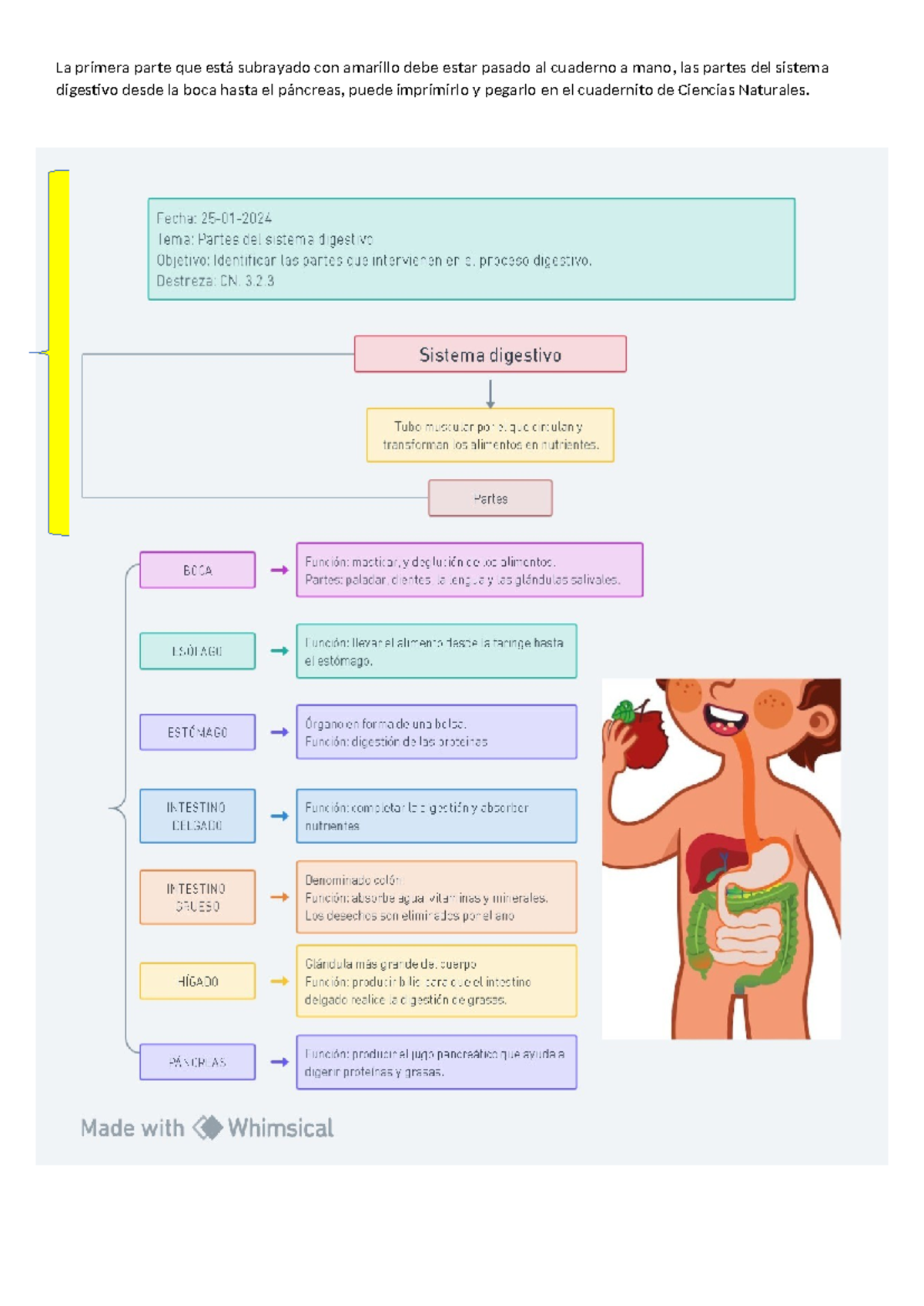Mapa conceptual de las partes del sistema digestivo y el proceso de la ...
