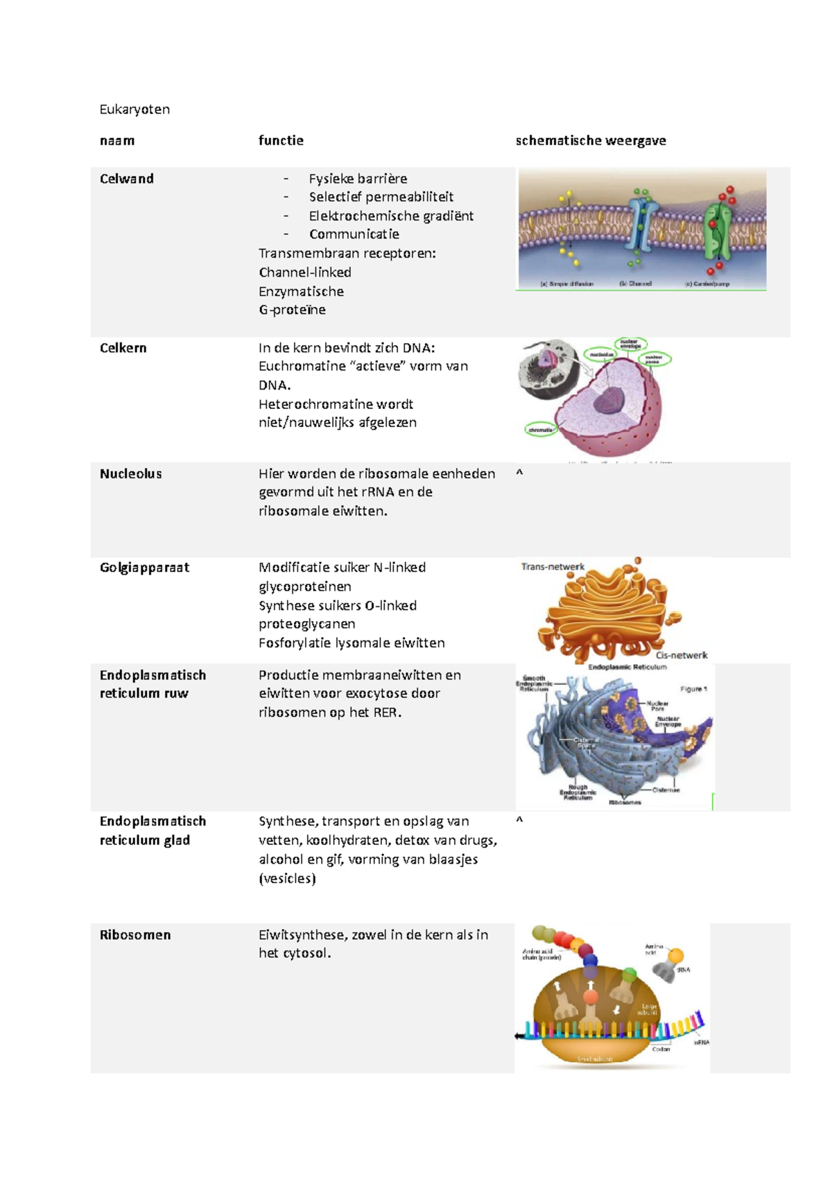 PREP Eukaryoten - Eukaryoten naam functie schematische weergave Celwand ...