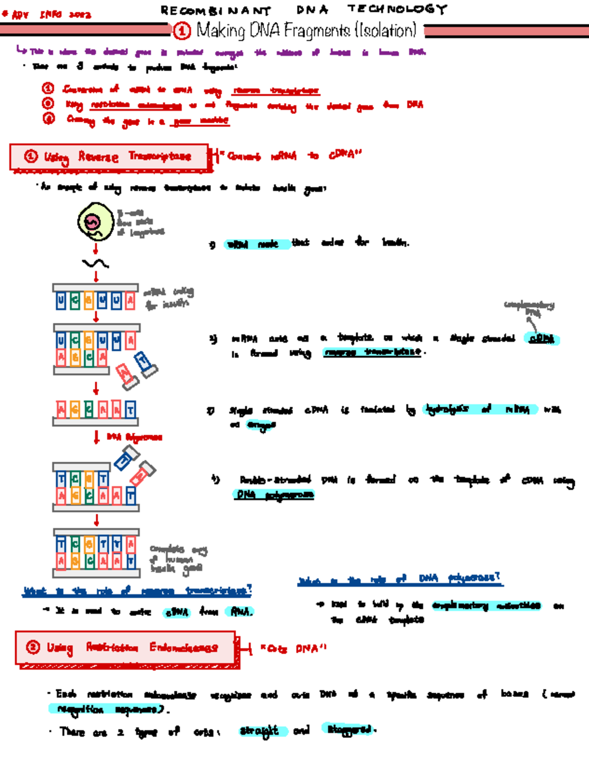 Making DNA Fragments Notes - Making DNA Fragments (Isolation) ADV INFO ...