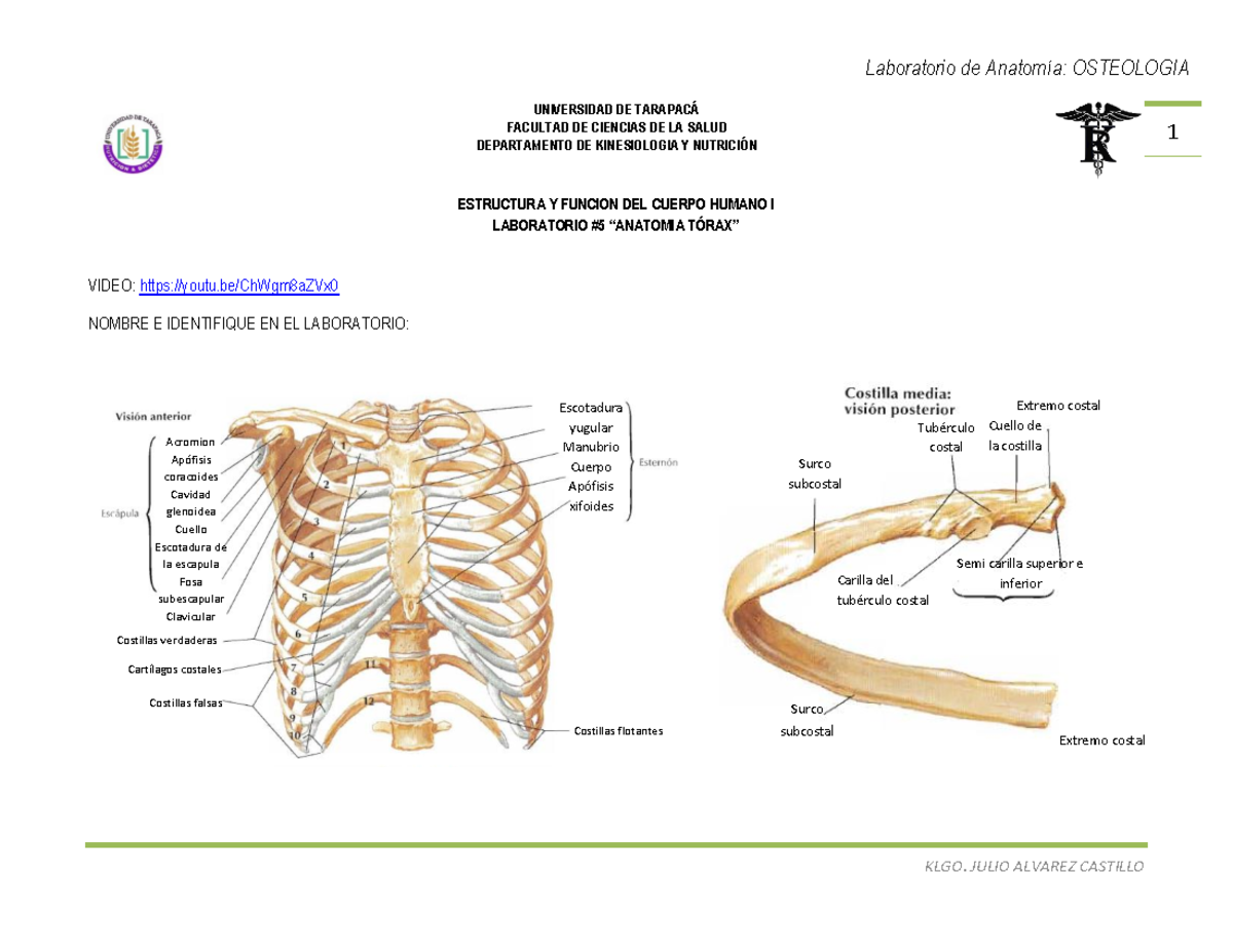 Guia Nº5 Anatomia de torax - 1 UNIVERSIDAD DE TARAPACÁ FACULTAD DE ...