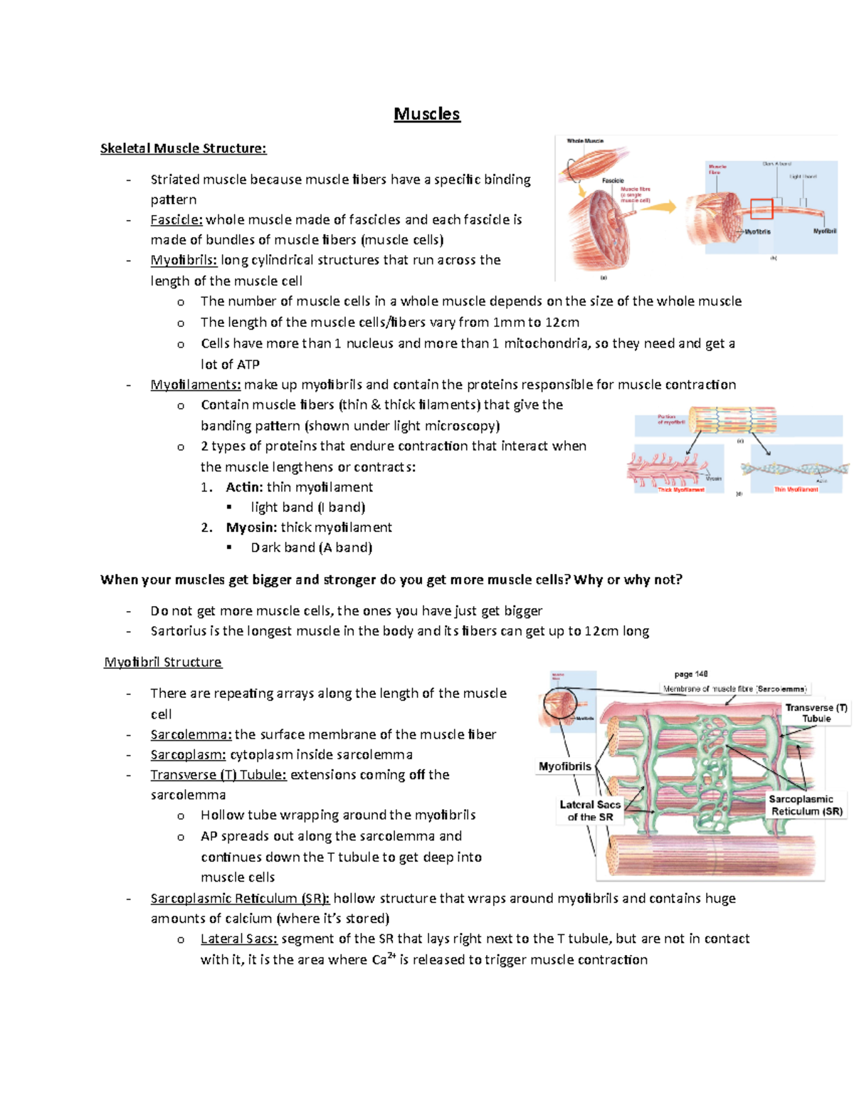 5-Muscles-1 - lecture note - Muscles Skeletal Muscle Structure ...