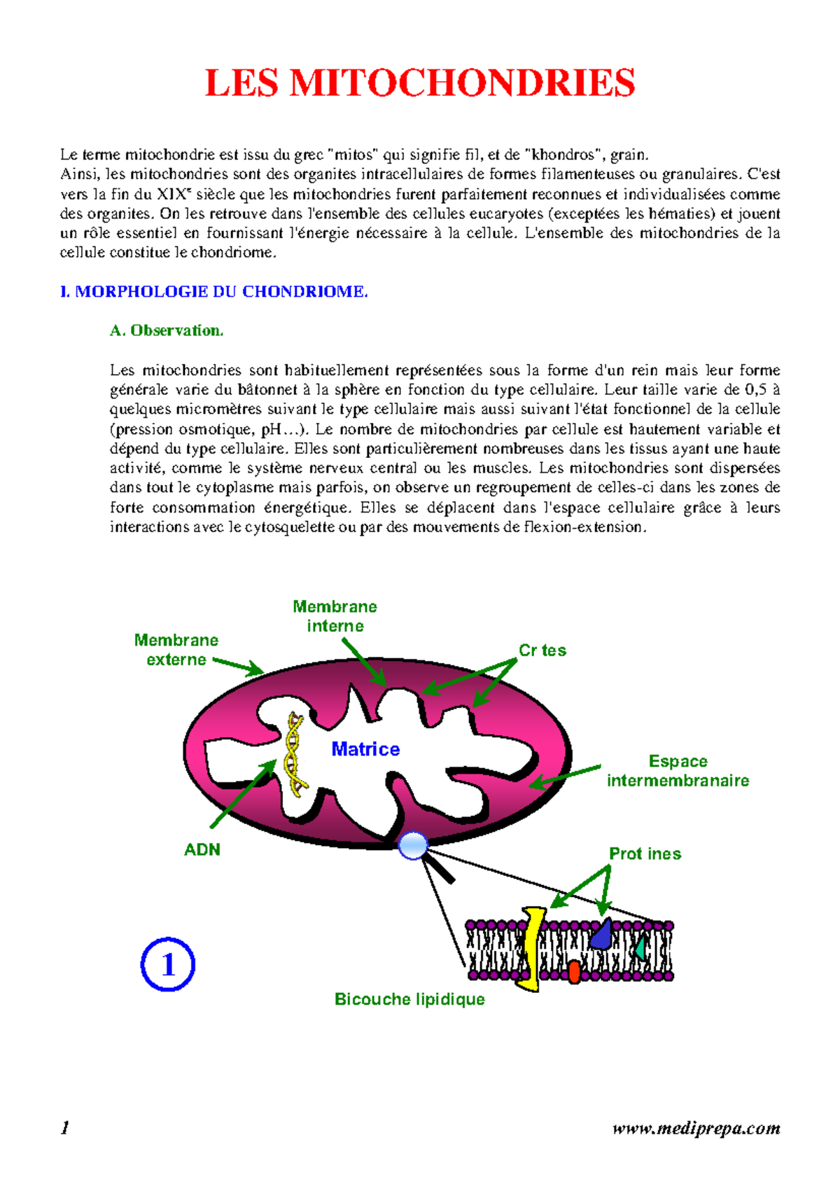 Mitochondrie,Les mitochondries sont de petites structures présentes ...