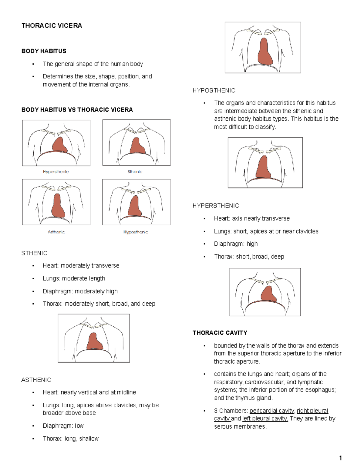 Radposi 2 Lesson 2 Thoracic Vicera - THORACIC VICERA BODY HABITUS The ...