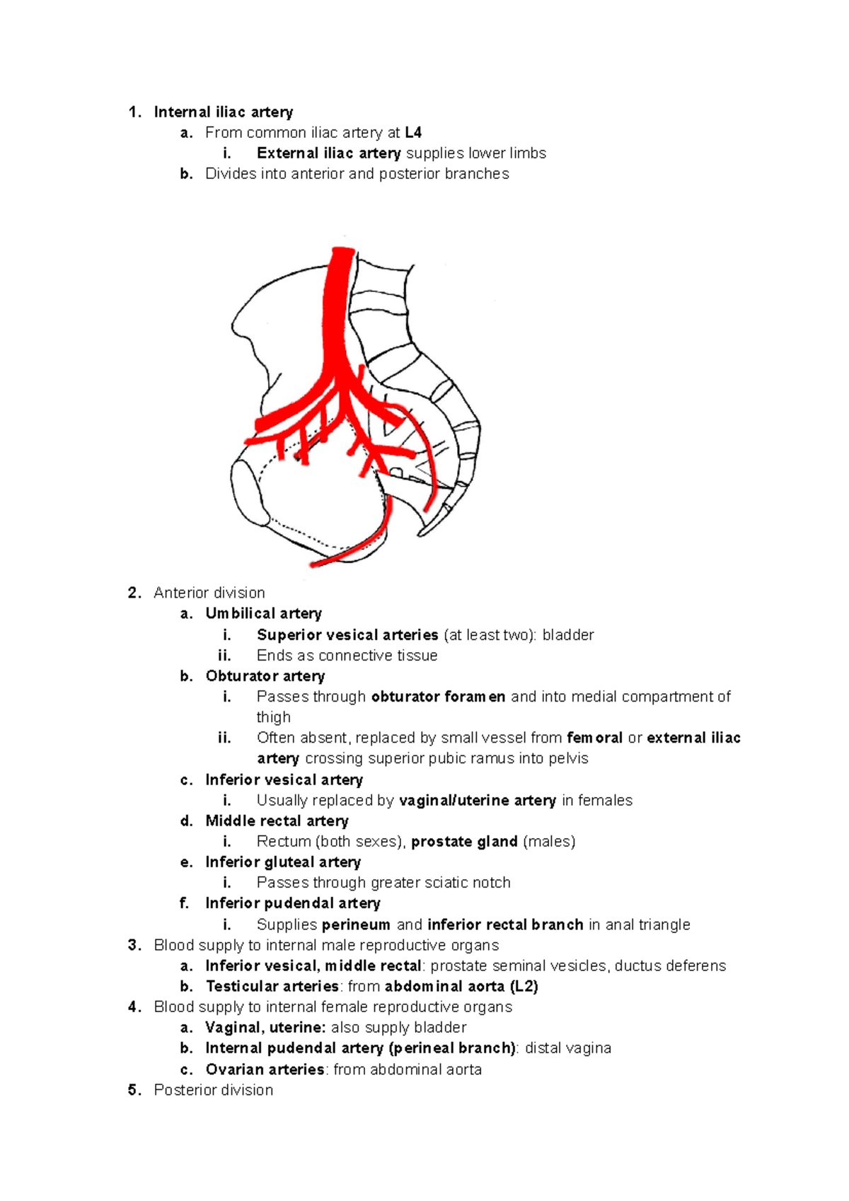 Pelvic Vessels - Internal iliac artery a. From common iliac artery at L ...