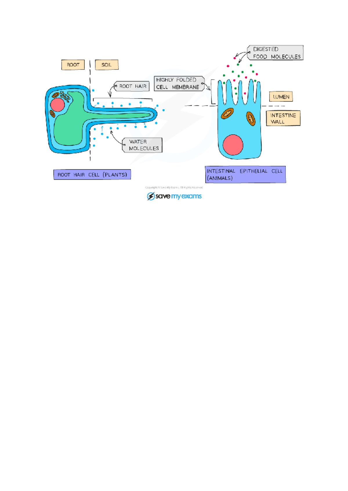 ROOT HAIR CELL Diagram - Root hair cell - DIGESTED FOOD MOLECULES ROOT ...