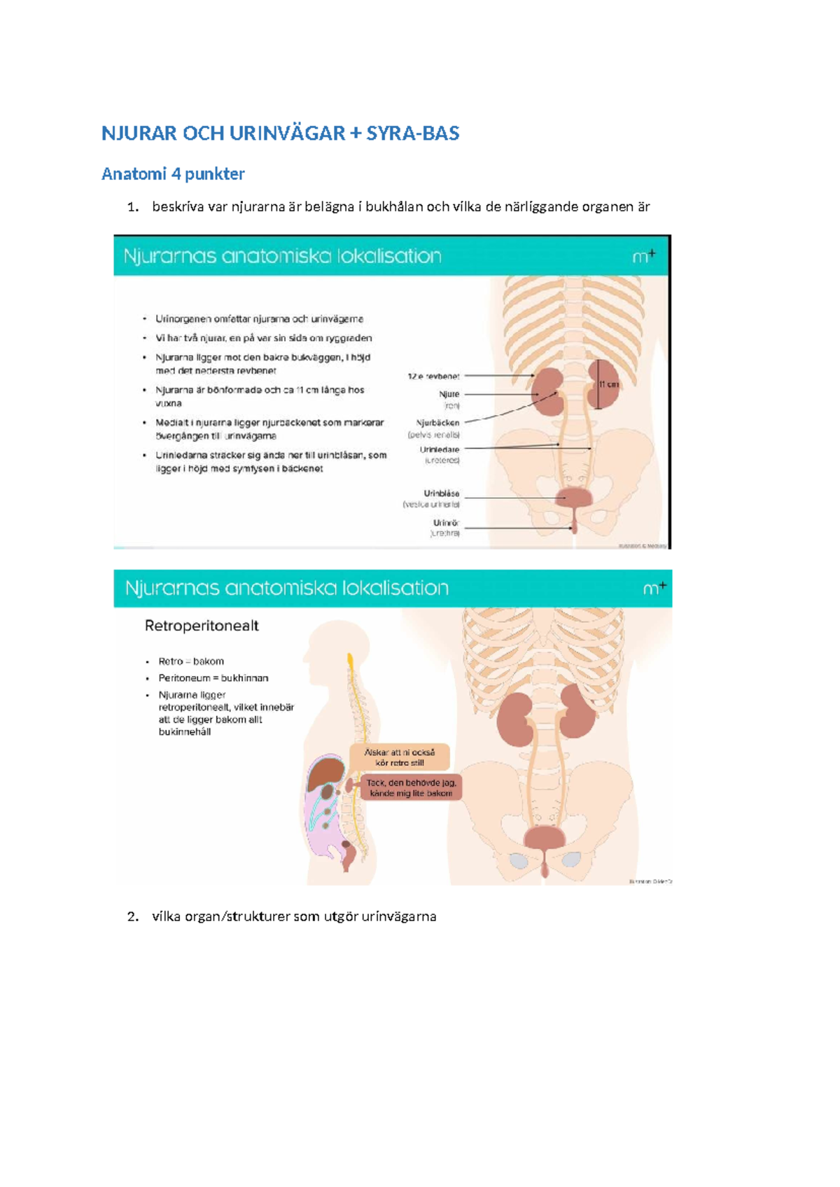 Njurar & Urinvägar + syra-bas - NJURAR OCH URINVÄGAR + SYRA-BAS Anatomi 4 punkter beskriva var ...
