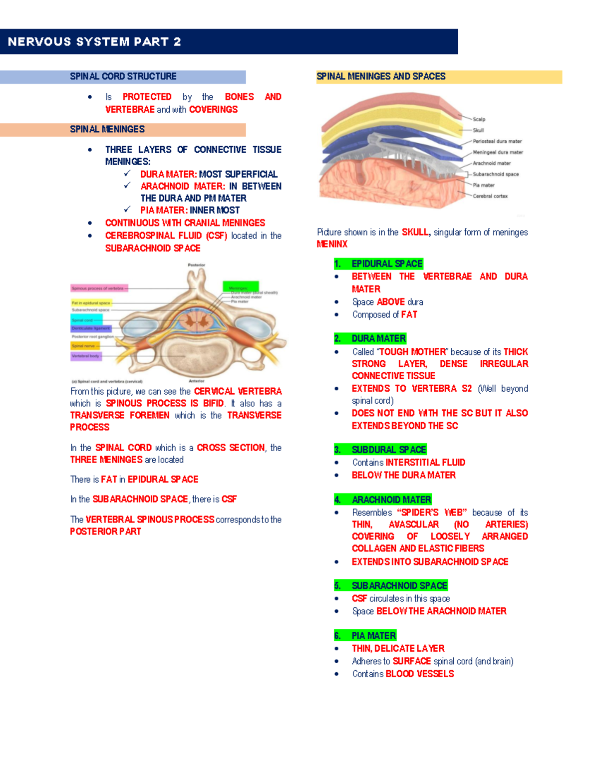 Nervous System PART II AND Cranial Nerves - SPINAL CORD STRUCTURE Is ...