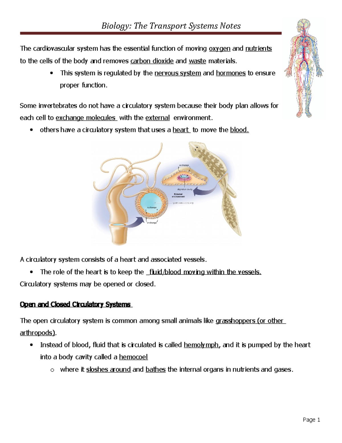 The Transport Systems Notes Completed - The cardiovascular system has ...